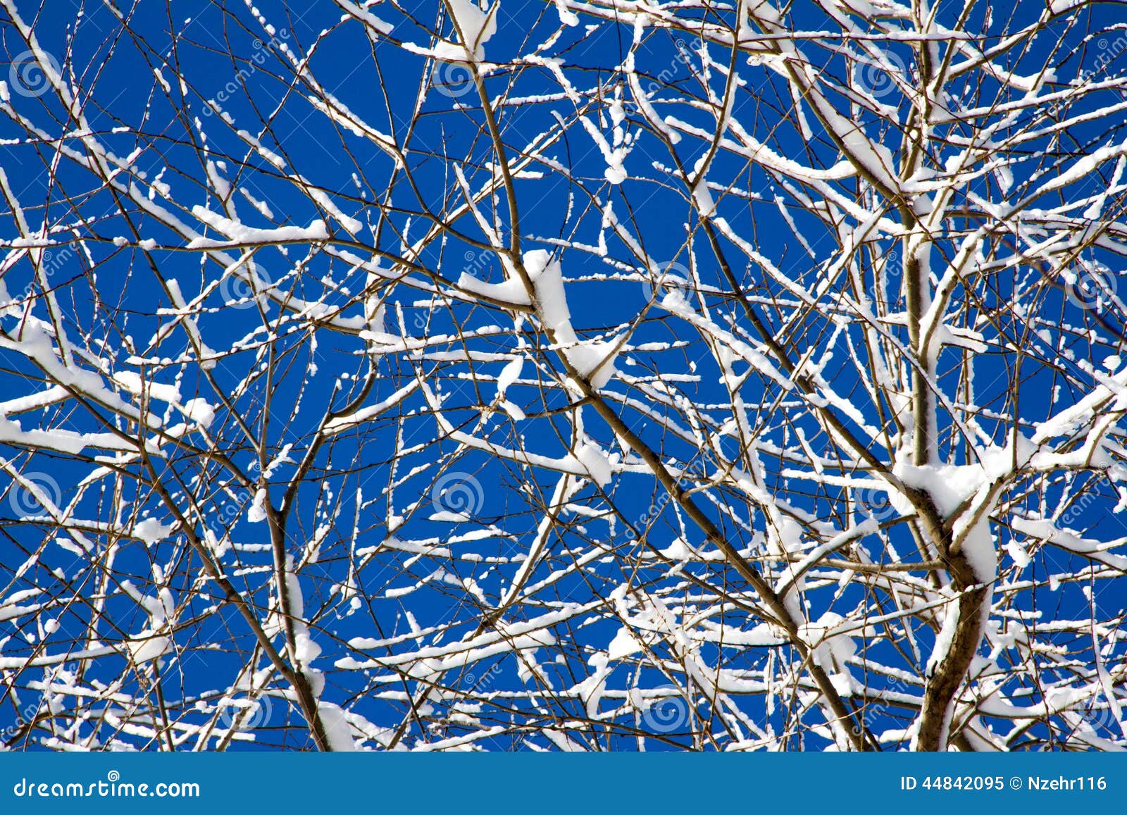 Snowy Tree Branches stock image. Image of white, pretty - 44842095