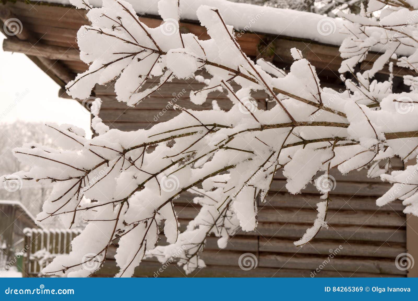 Snowy tree branches stock image. Image of tree, travel - 84265369