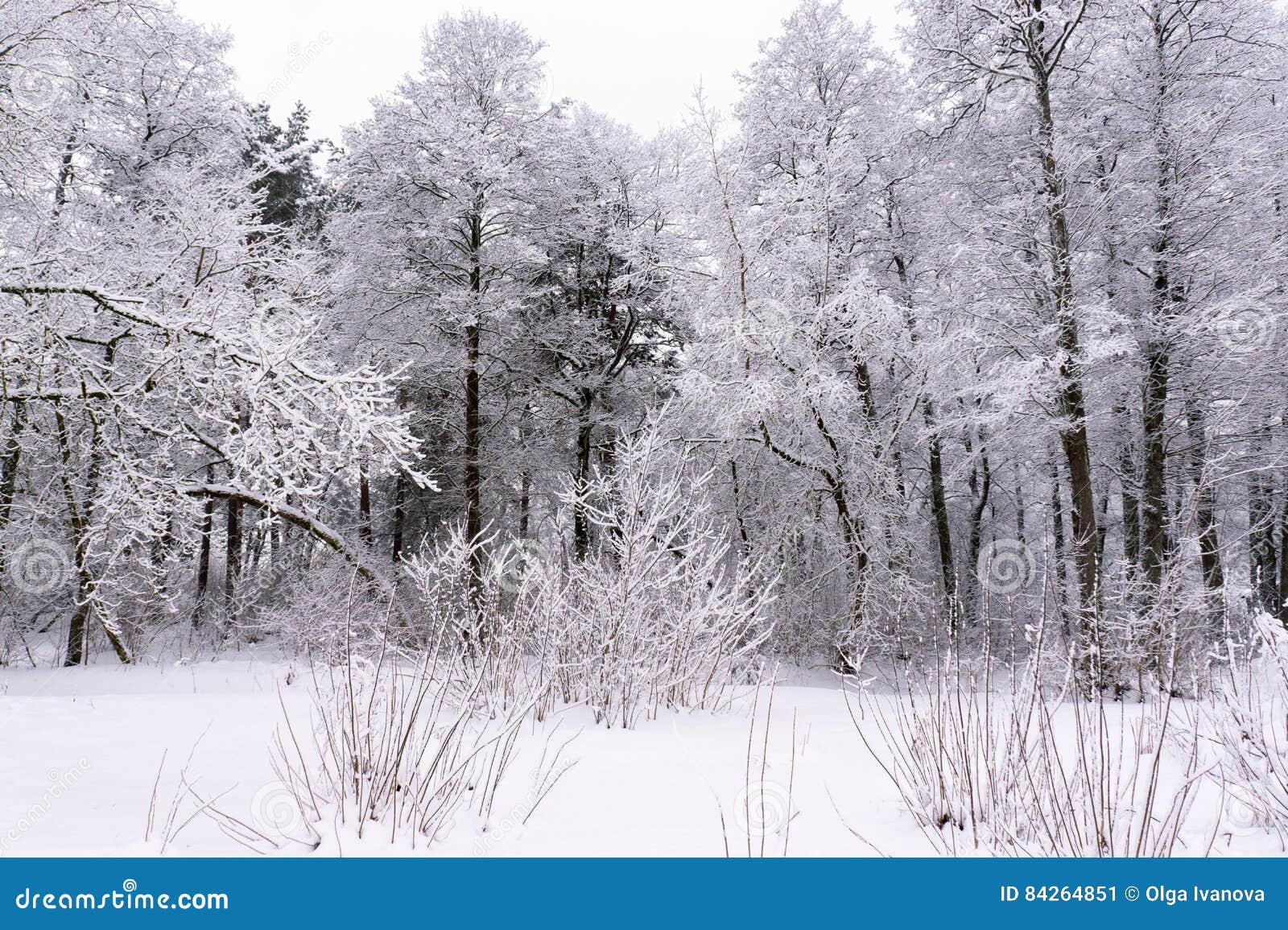 Snowy tree branches stock image. Image of cloudy, covered - 84264851