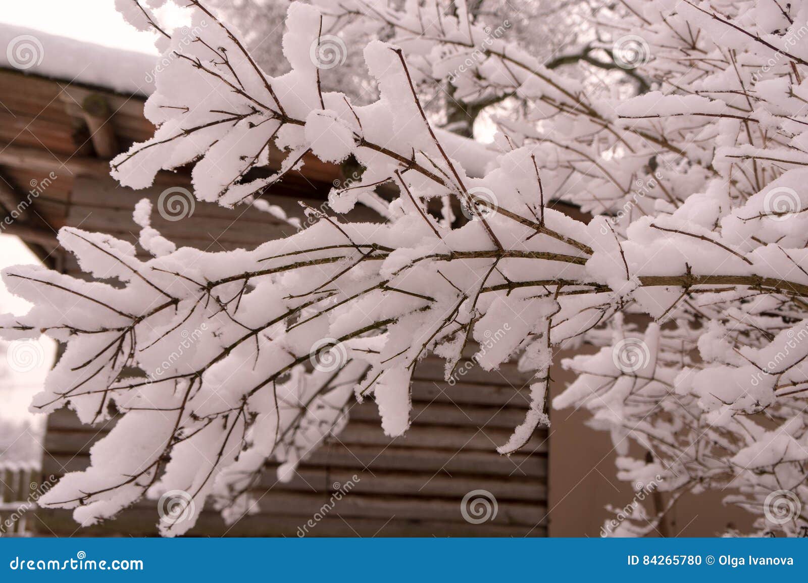 Snowy tree branches stock photo. Image of freeze, forest - 84265780