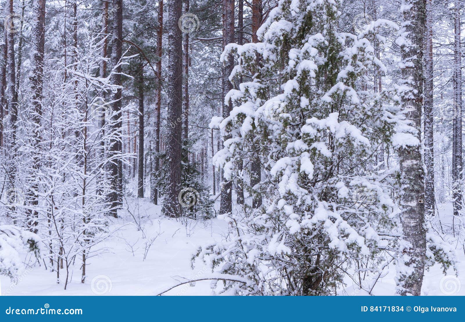 Snowy tree branches stock photo. Image of frost, natural - 84171834