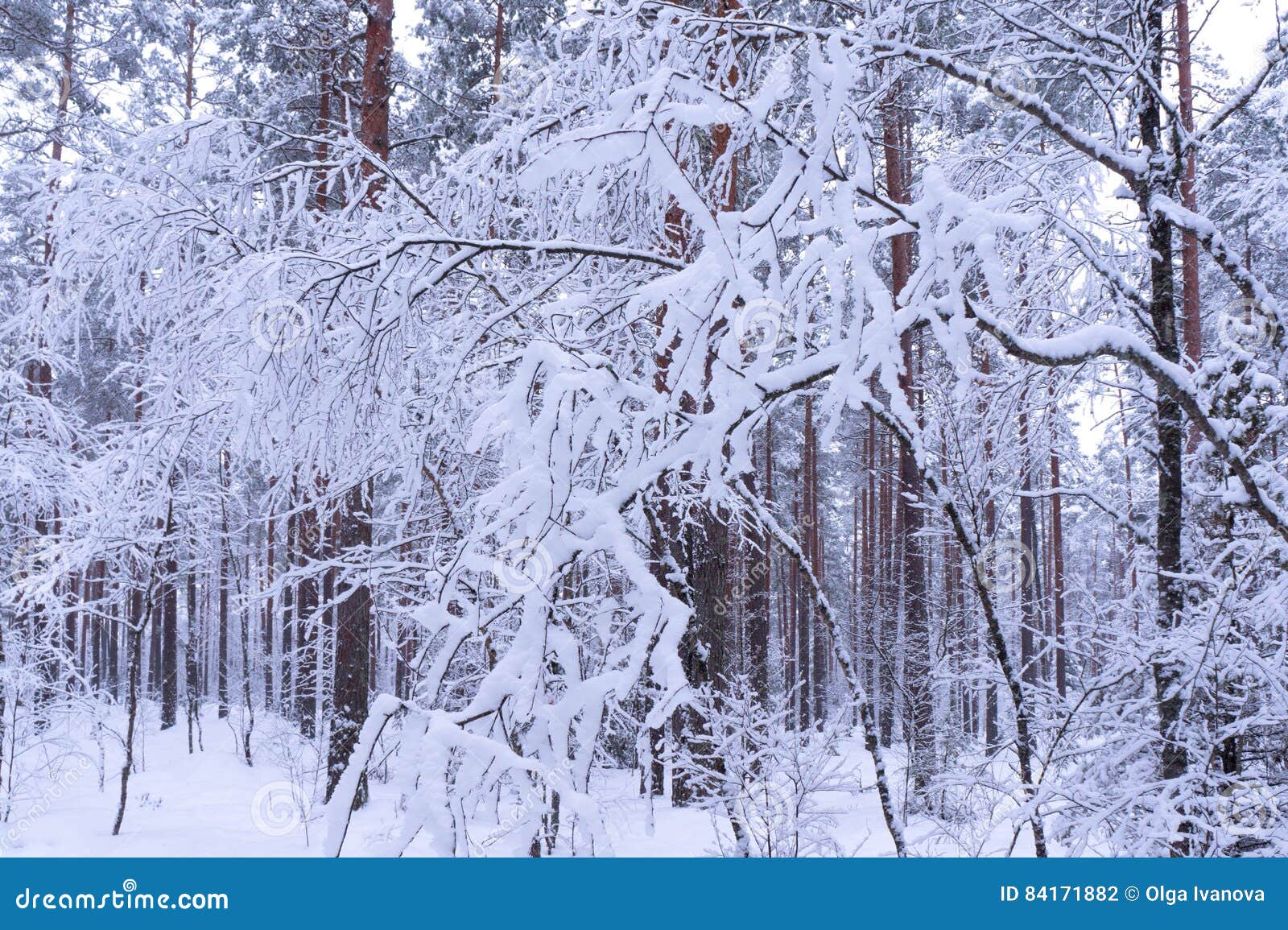 Snowy tree branches stock photo. Image of december, winter - 84171882