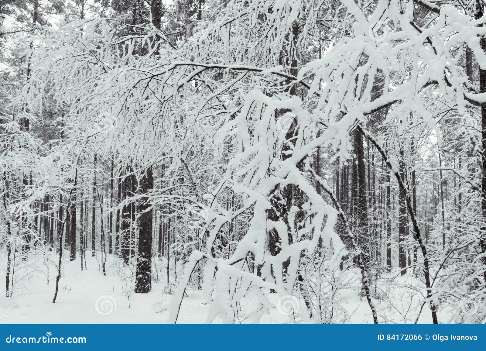 Snowy tree branches stock photo. Image of december, frost - 84172066