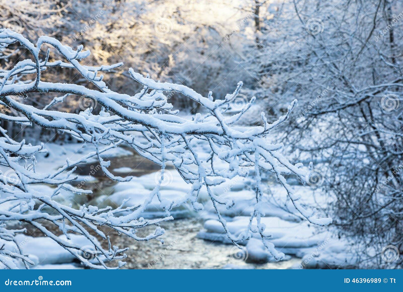 Snowy tree branches stock image. Image of forest, hoar - 46396989