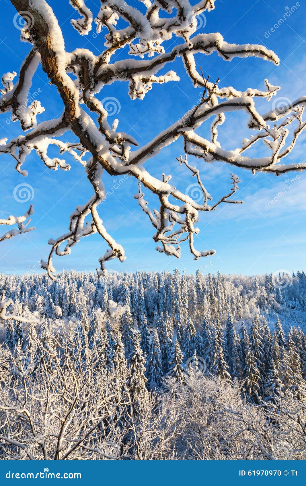 Snowy tree branches stock photo. Image of calm, trees - 61970970