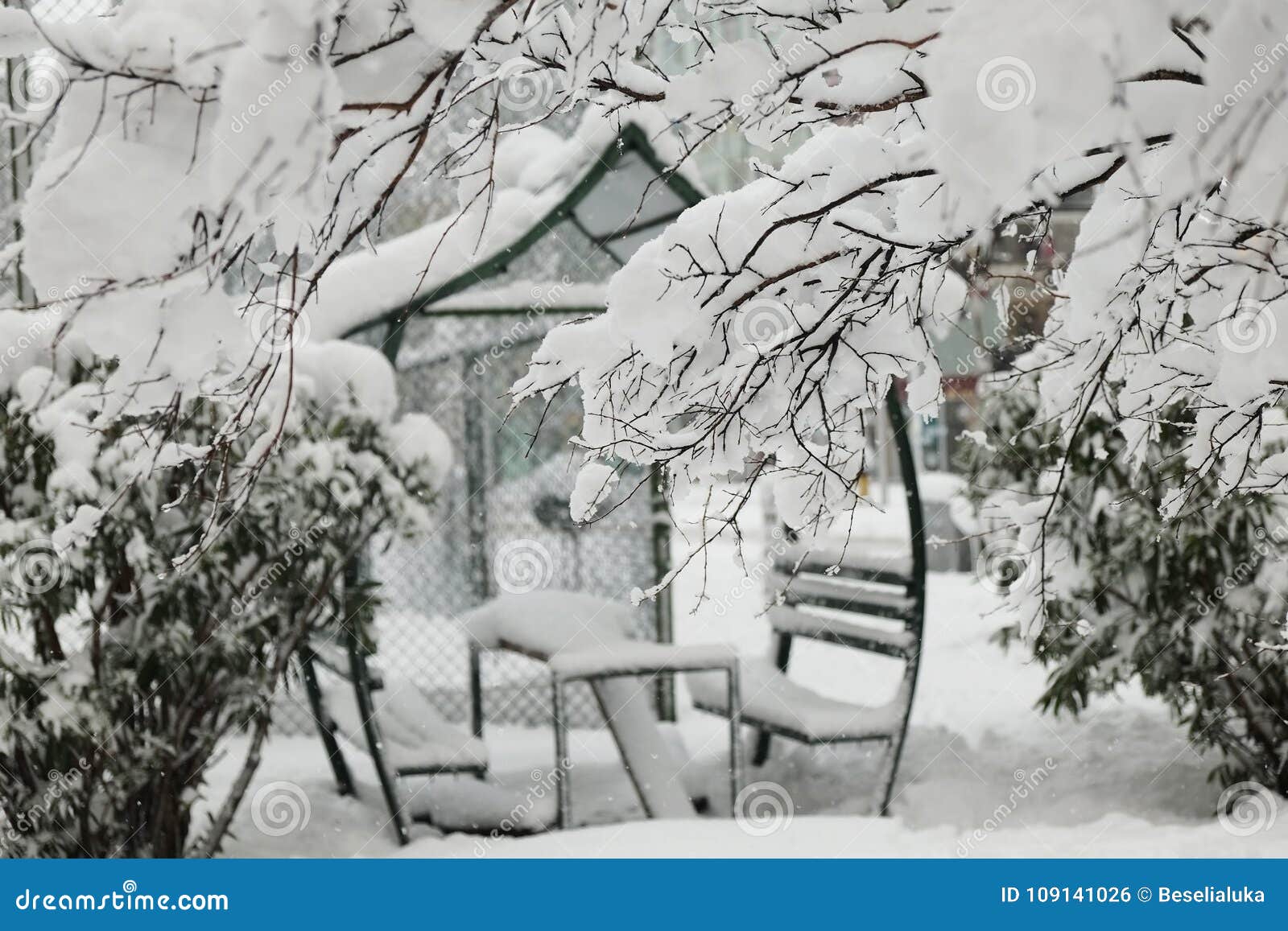 A Snowy Tree Brunch with a Blurred Bower Background Stock Photo - Image ...