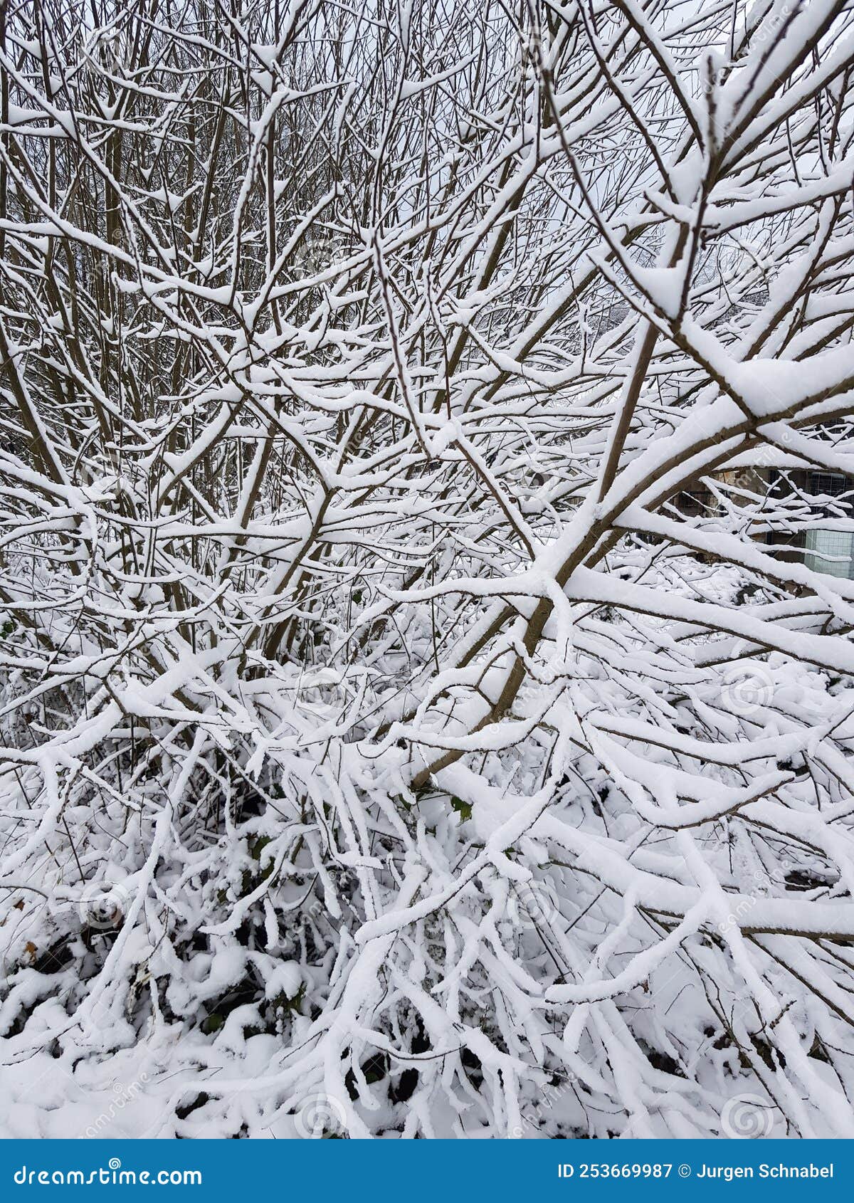 Snowy tree bush stock image. Image of twig, line, snow - 253669987