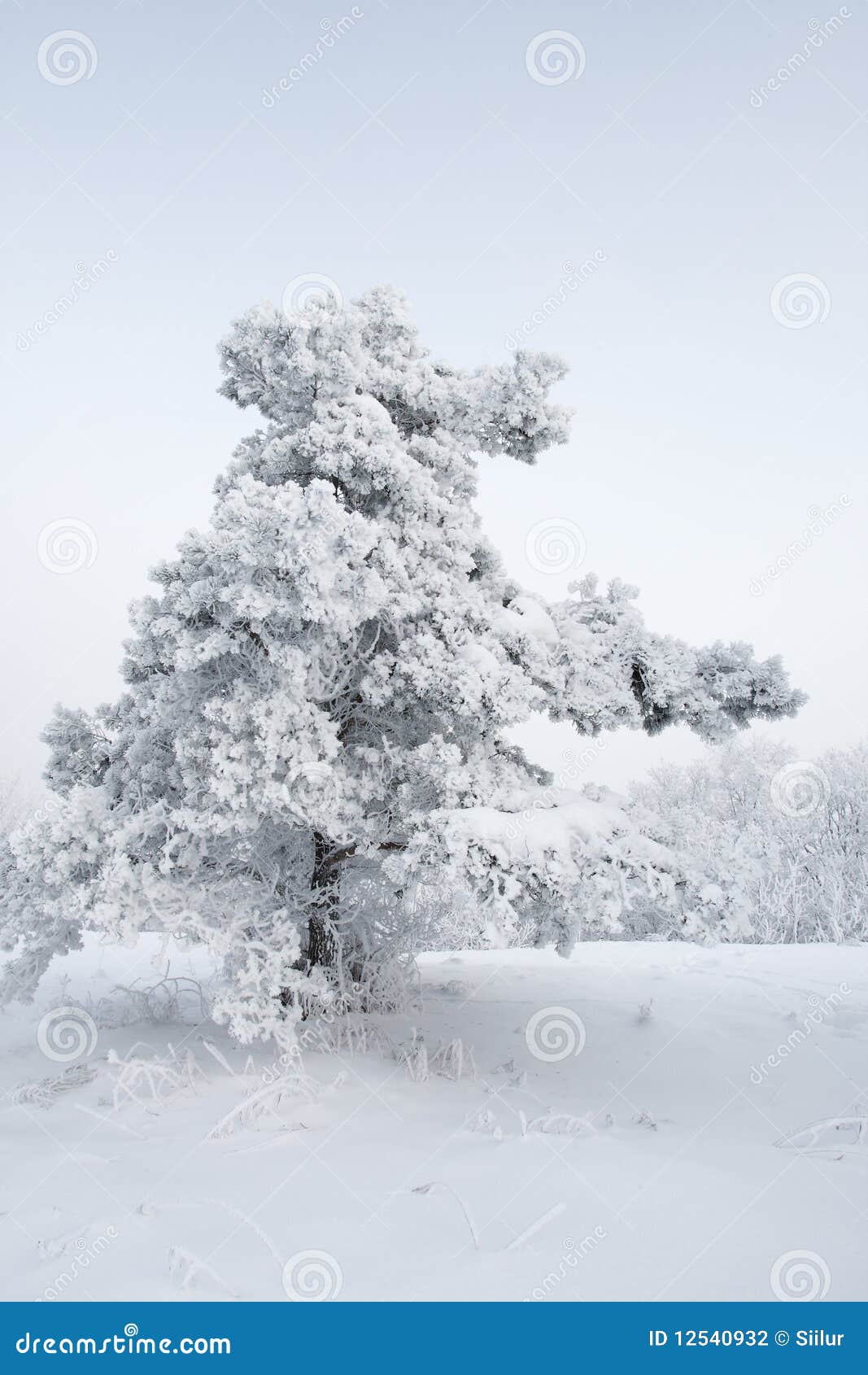Snowy tree in countryside stock photo. Image of wintertime - 12540932