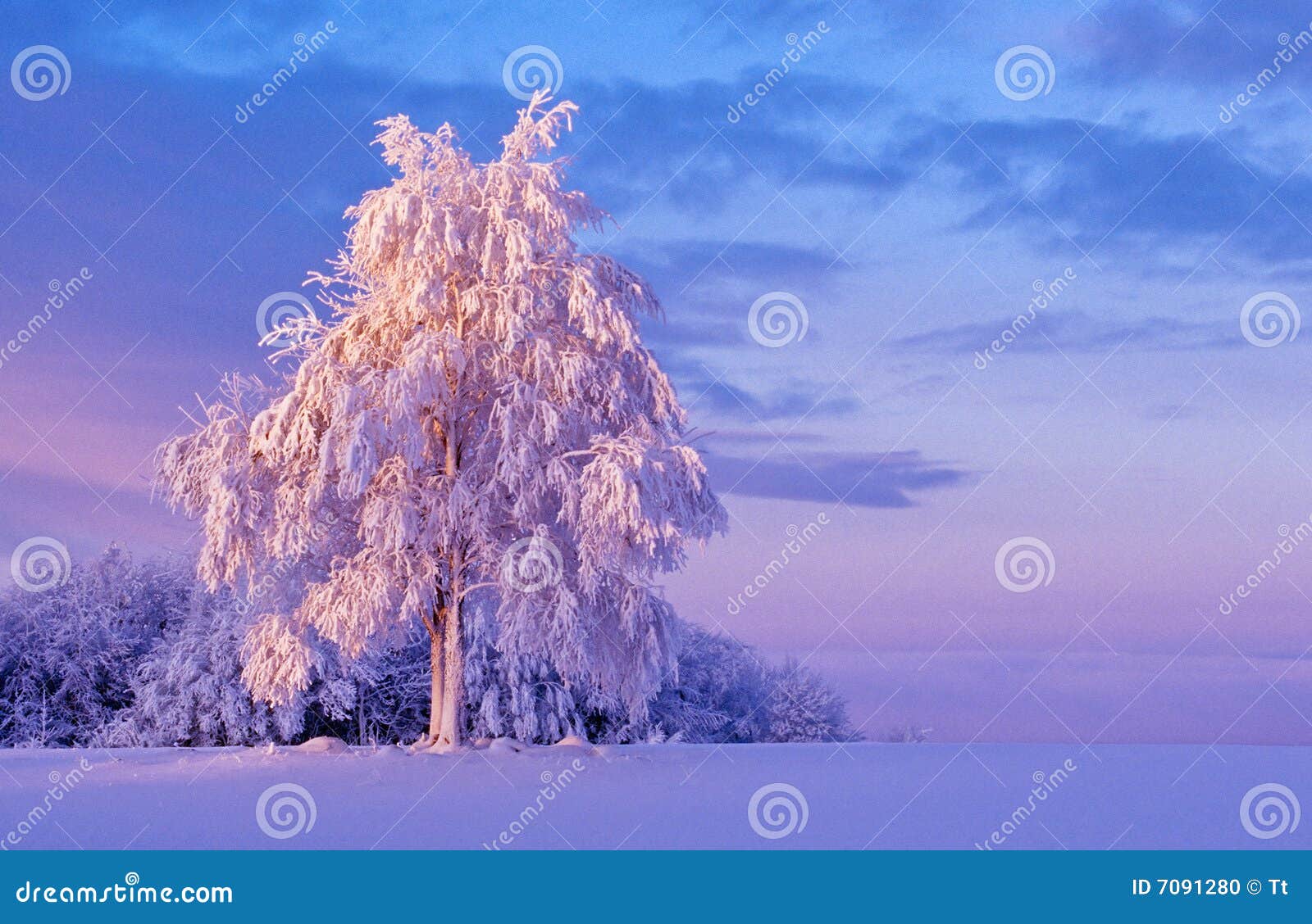 Snowy tree at dawn stock photo. Image of alone, dawn, horizon - 7091280