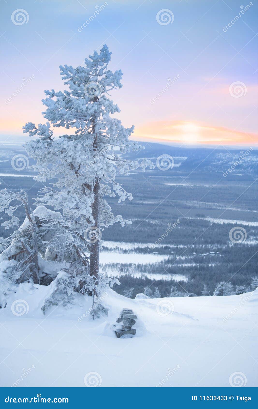Snowy Tree at Dawn / Winter Morning Stock Image - Image of cold, forest ...