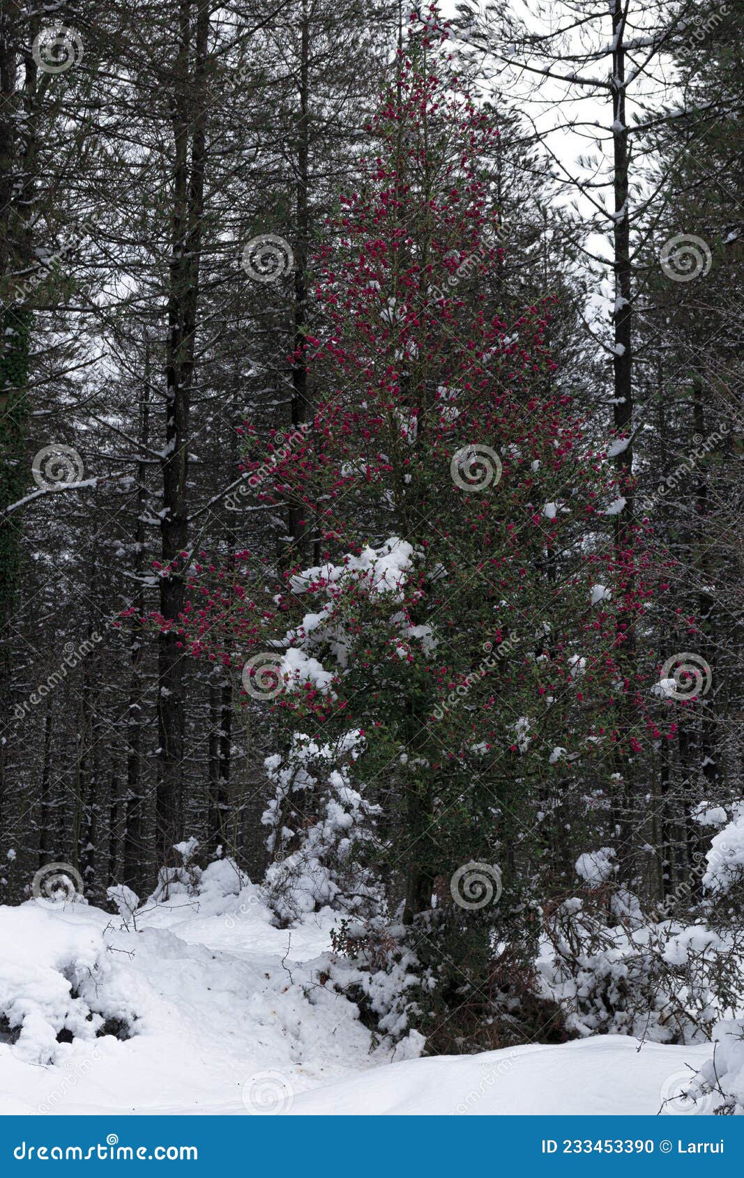 Tree with Red Berries in a Lush Forest Stock Photo - Image of snow ...