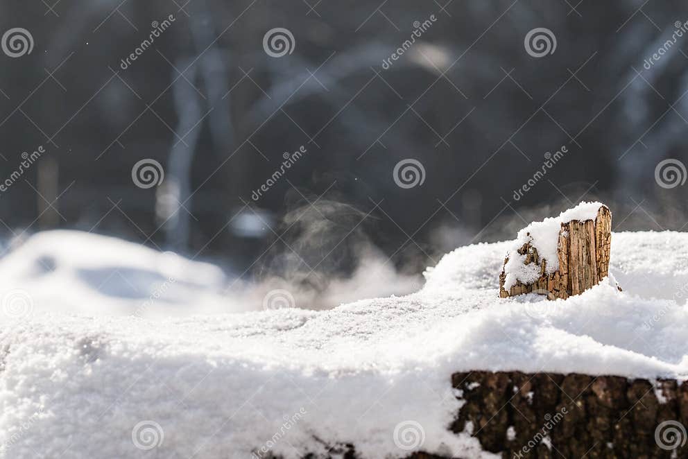 Snowy tree stump stock image. Image of cold, seasonal - 37943155