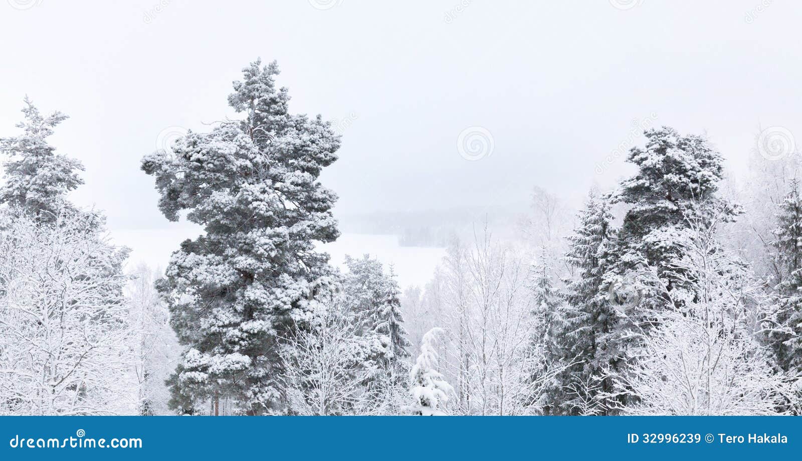 Snowy Tree Tops Against Grey Sky Stock Image - Image of outside, tree ...
