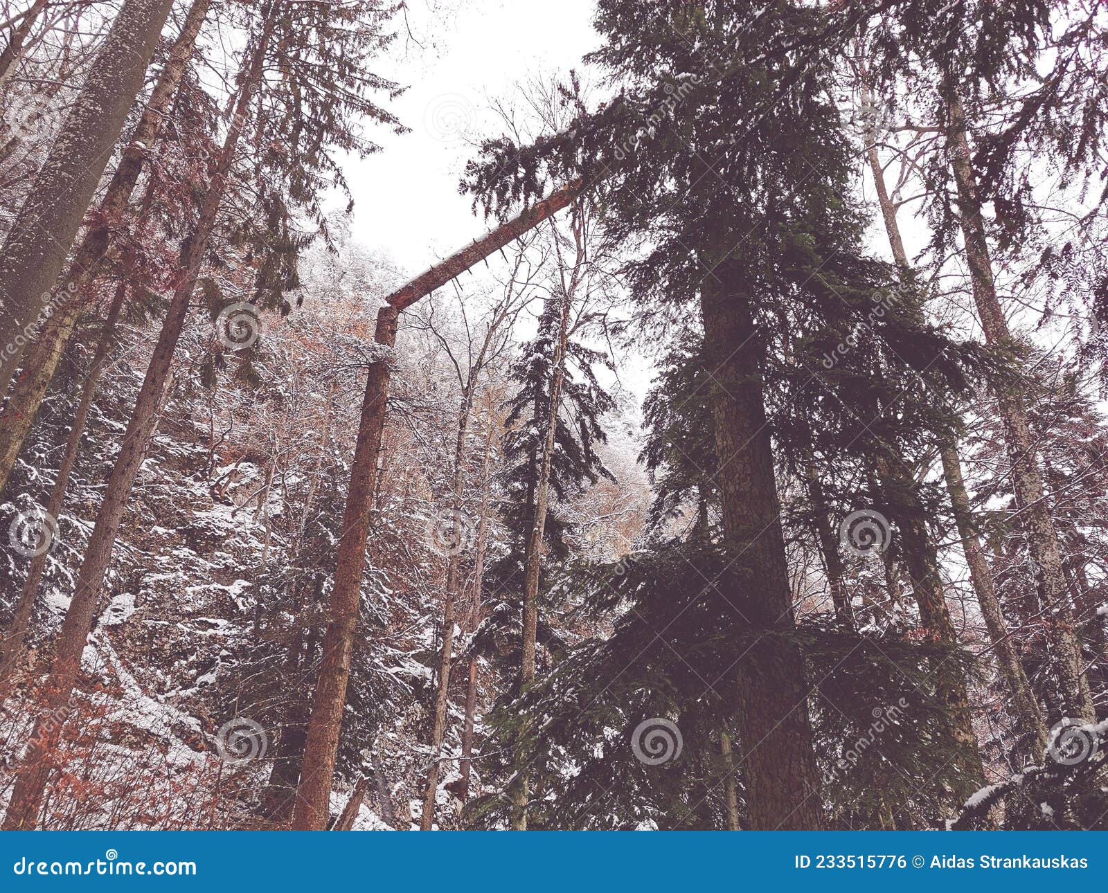 Snowy Tree Tops in the Foggy Forest Stock Photo - Image of freezing ...
