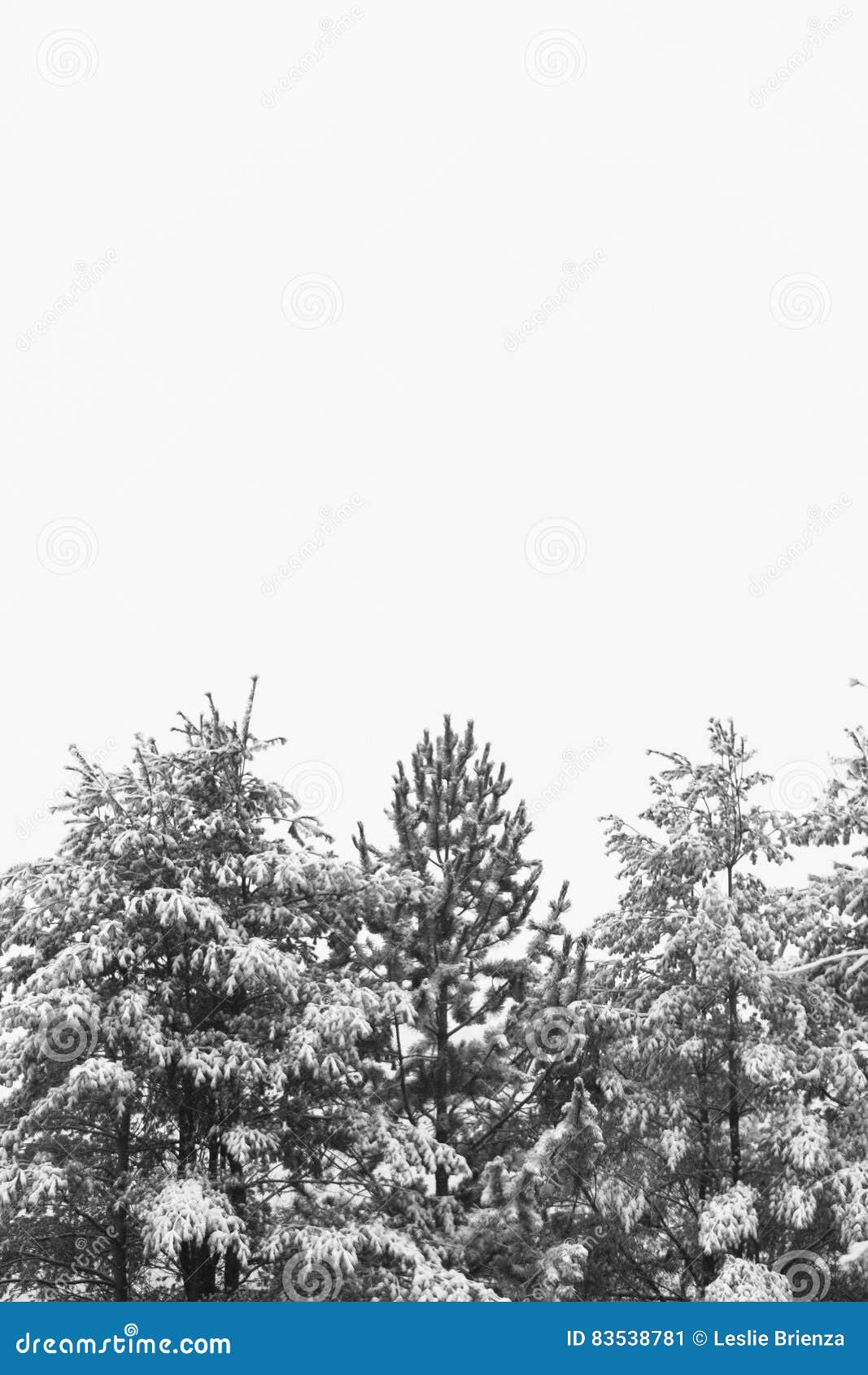 Snowy Tree Tops stock image. Image of pine, landscape - 83538781