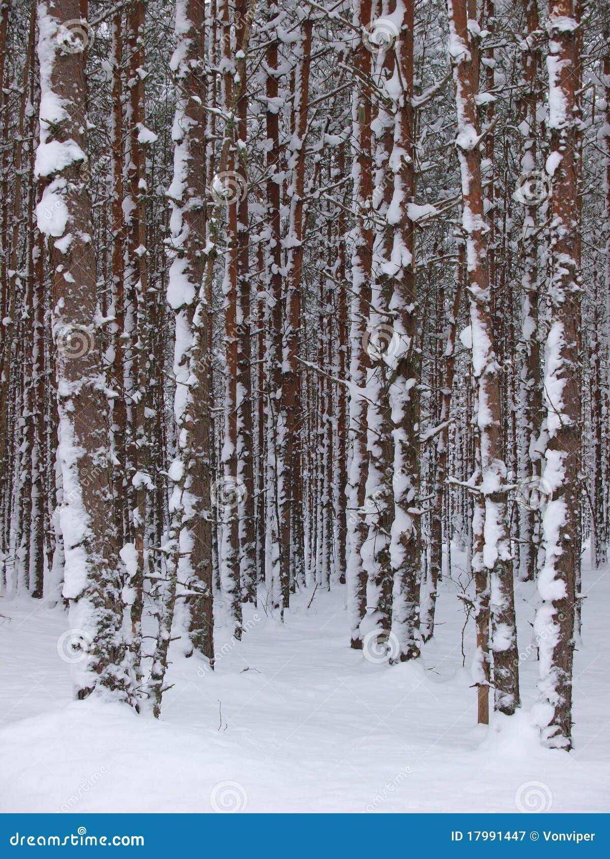 Snowy tree trunks stock image. Image of snow, trunk, forest - 17991447