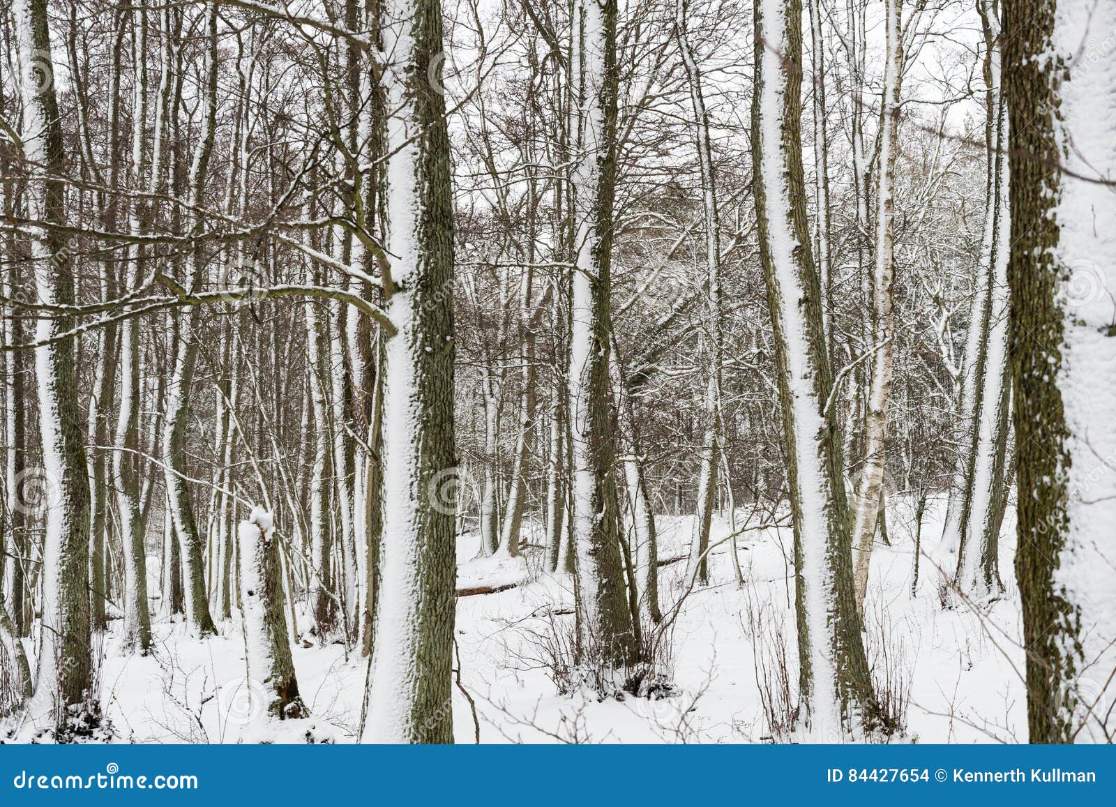 Snowy Tree Trunks after the Storm Stock Photo - Image of forest ...