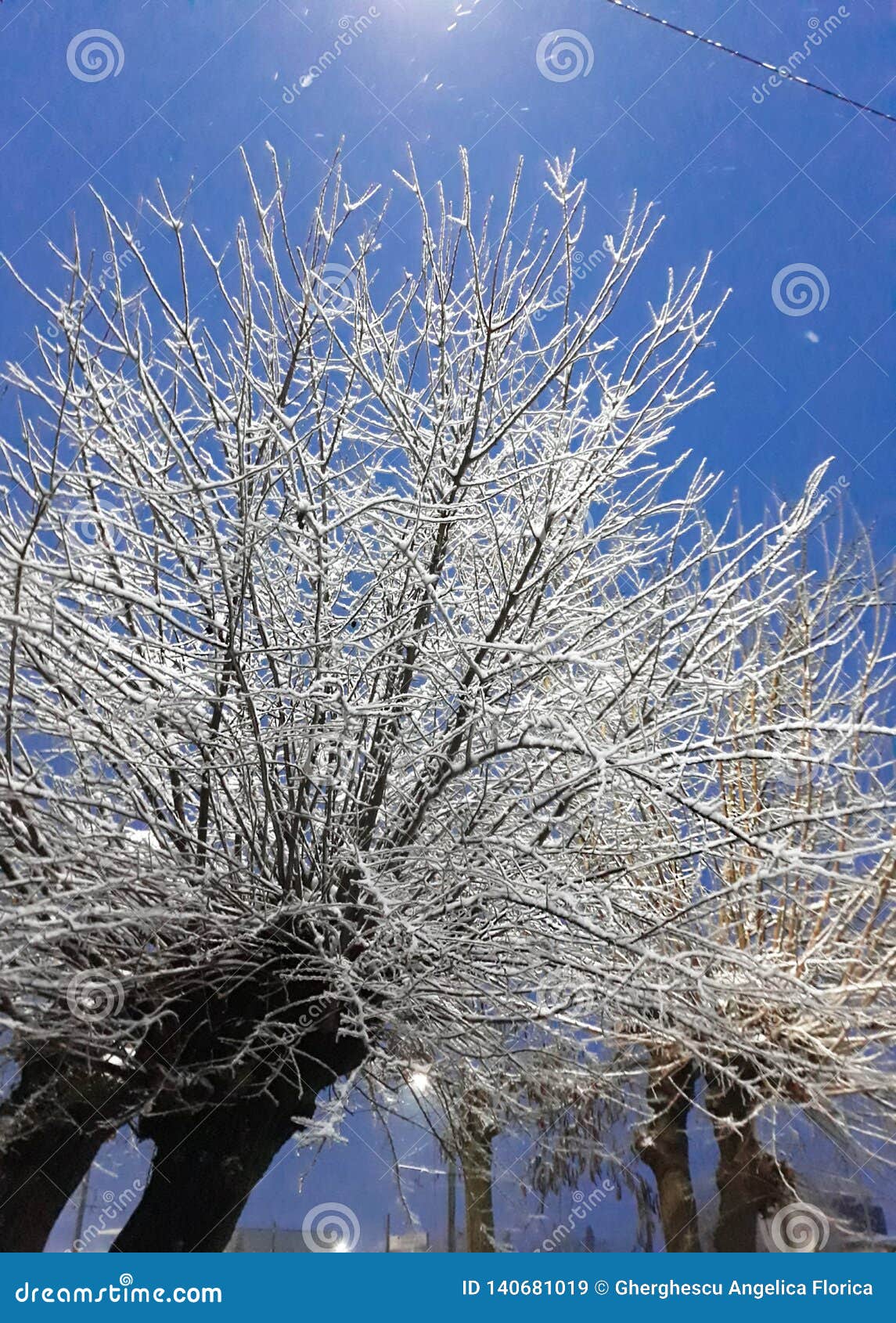 Snowy Tree Under Street Light Stock Image - Image of frosting, morning ...