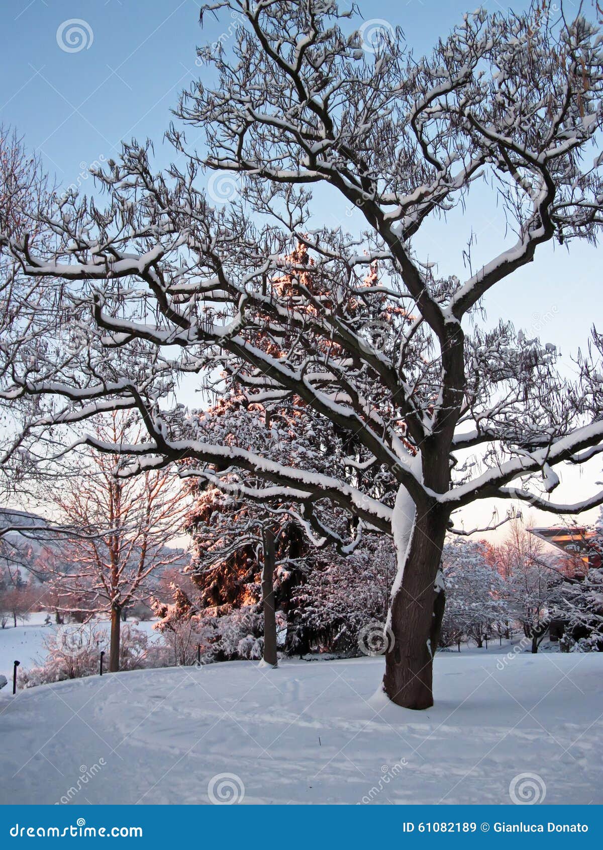 Snowy tree stock image. Image of field, plants, white - 61082189