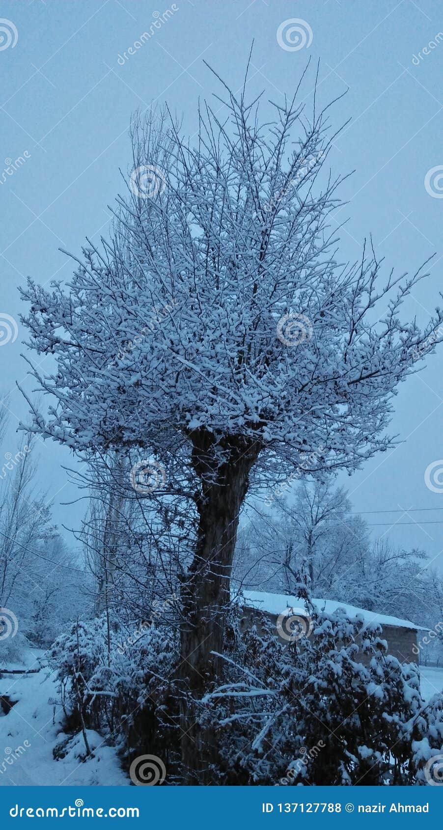 Snowy Tree stock photo. Image of snowy, snowfall, cold - 137127788