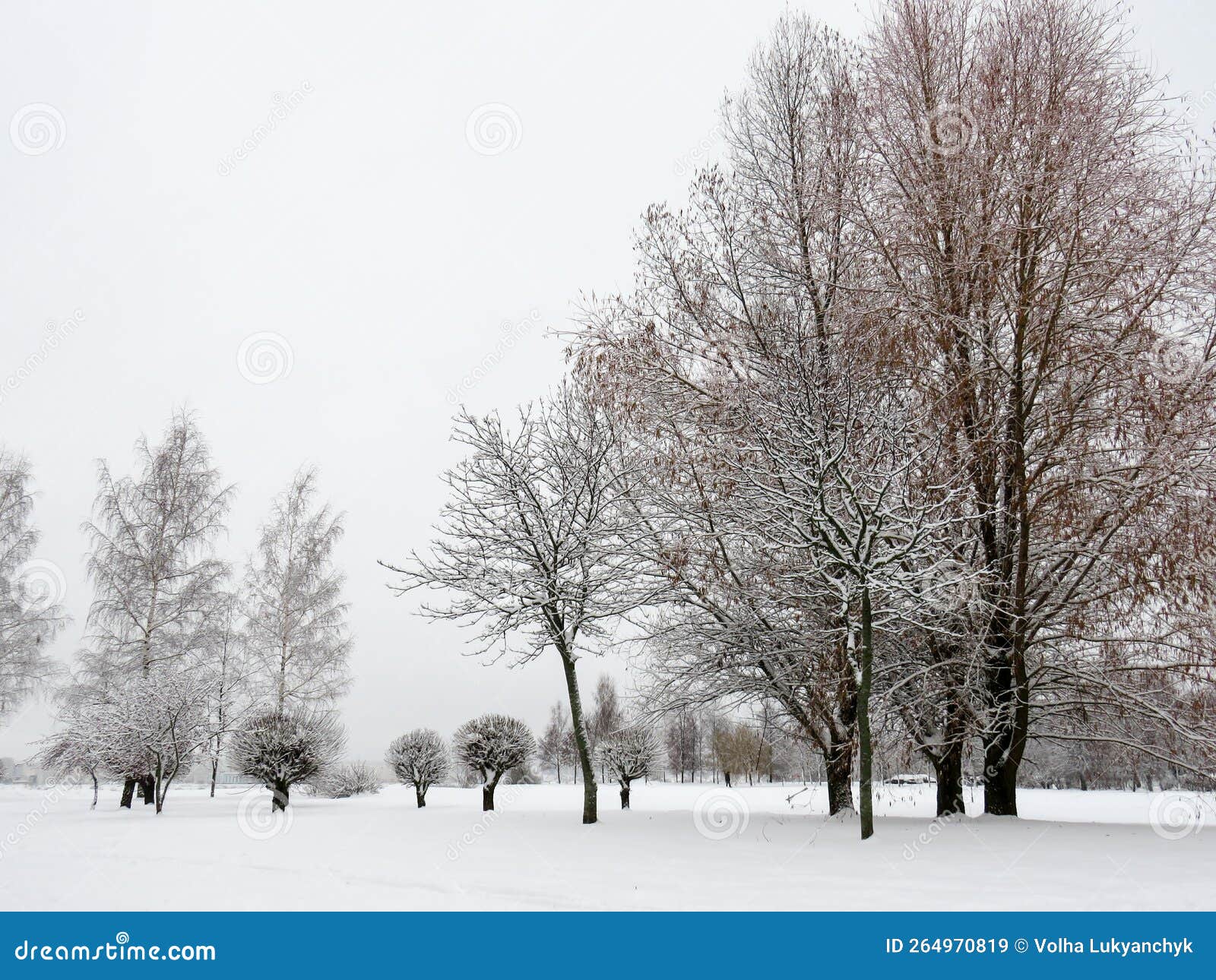 Snowy Tree. Winter 2022-2023 in Belarus Stock Image - Image of season ...