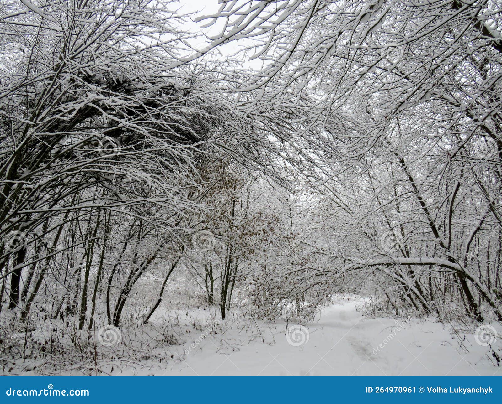 Snowy Tree. Winter 2022-2023 in Belarus Stock Image - Image of frost ...