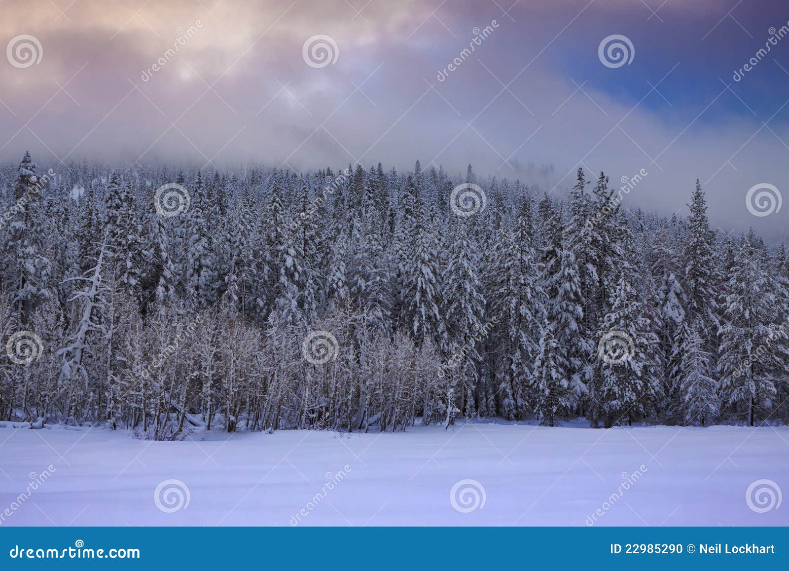 Snowy Treeline stock photo. Image of conifer, forest - 22985290
