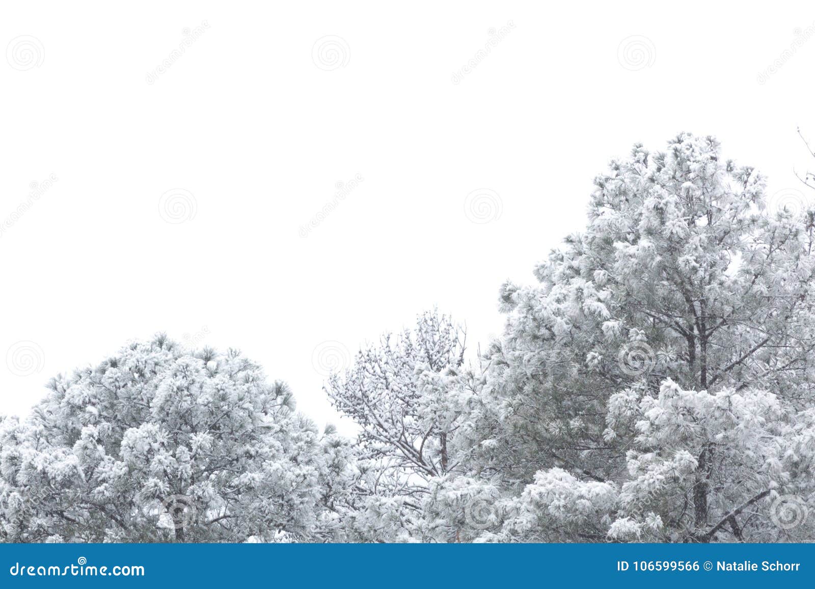 Snowy Treeline with Pine Trees, Snow Falling, Copy Space Stock Photo ...