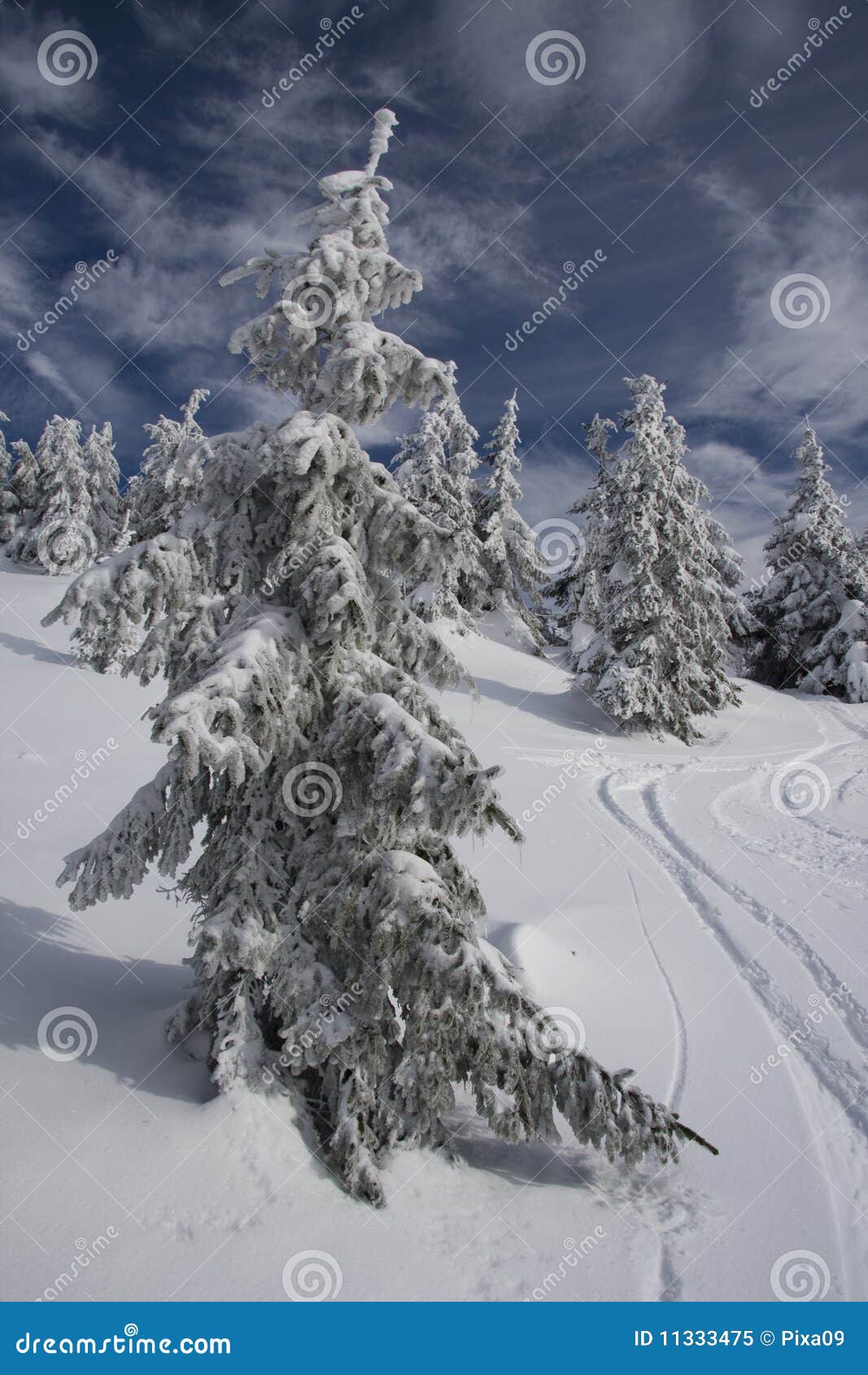 Snowy Trees stock image. Image of sleeks, hill, mountain - 11333475
