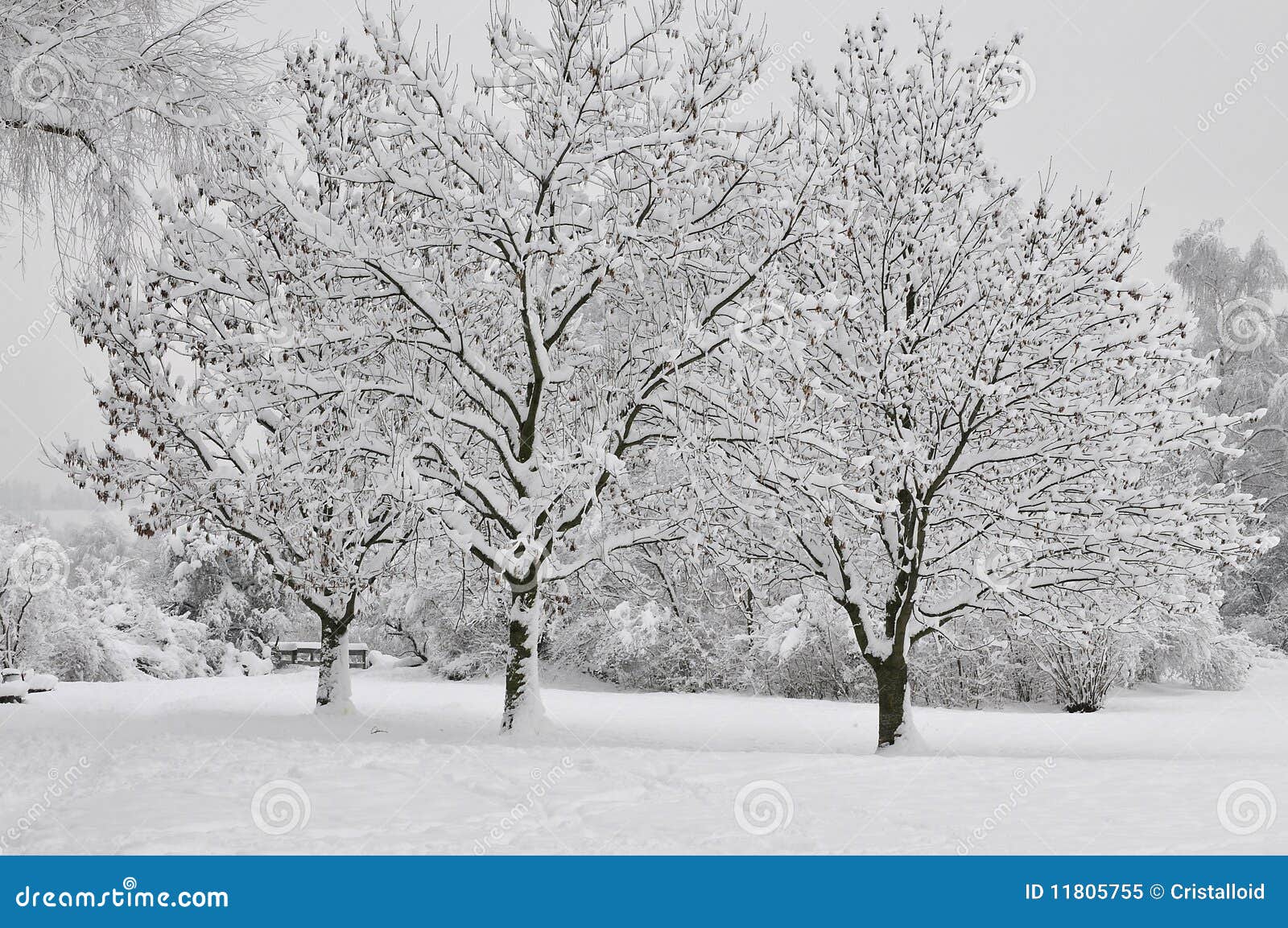 Snowy trees stock image. Image of scenic, hibernal, clad - 11805755