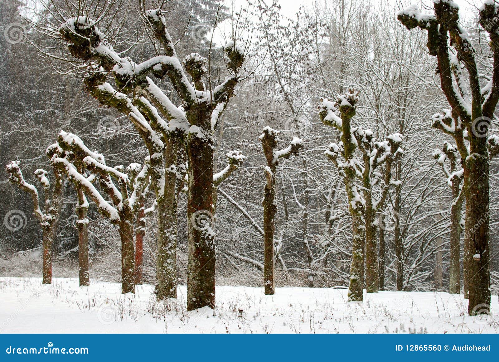 Snowy Trees stock photo. Image of snowy, park, snowcovered - 12865560