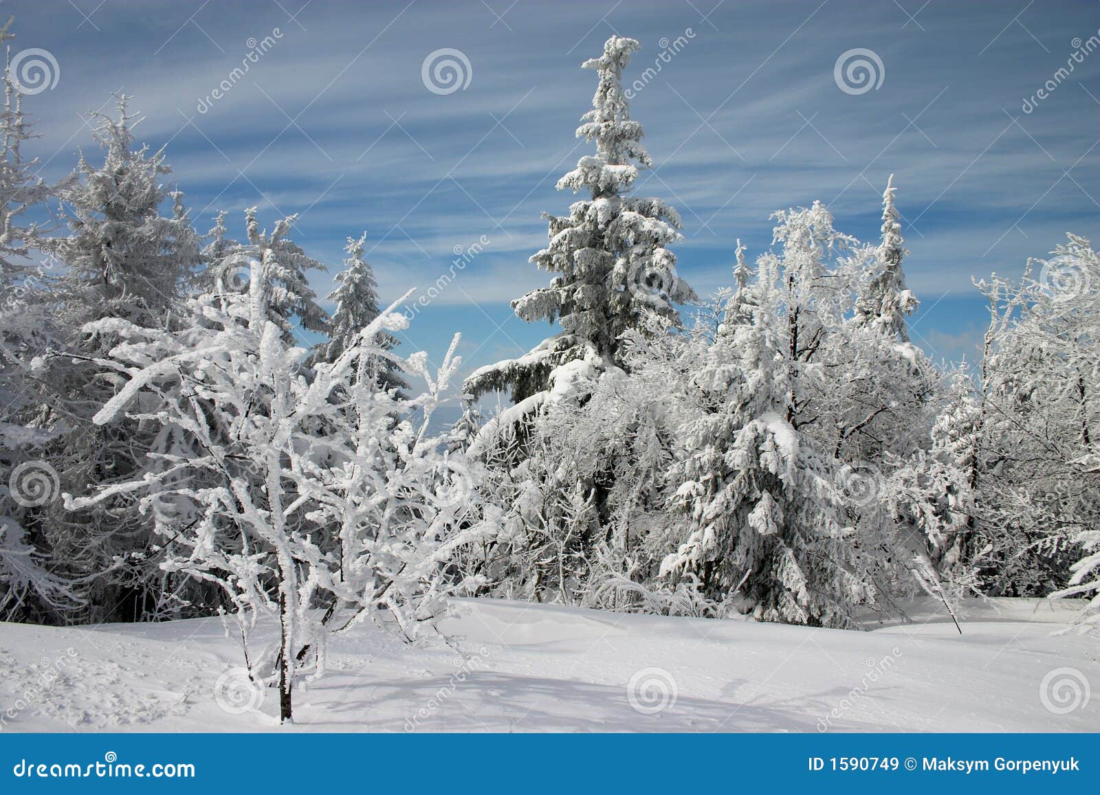 Snowy trees stock image. Image of snow, frosty, december - 1590749