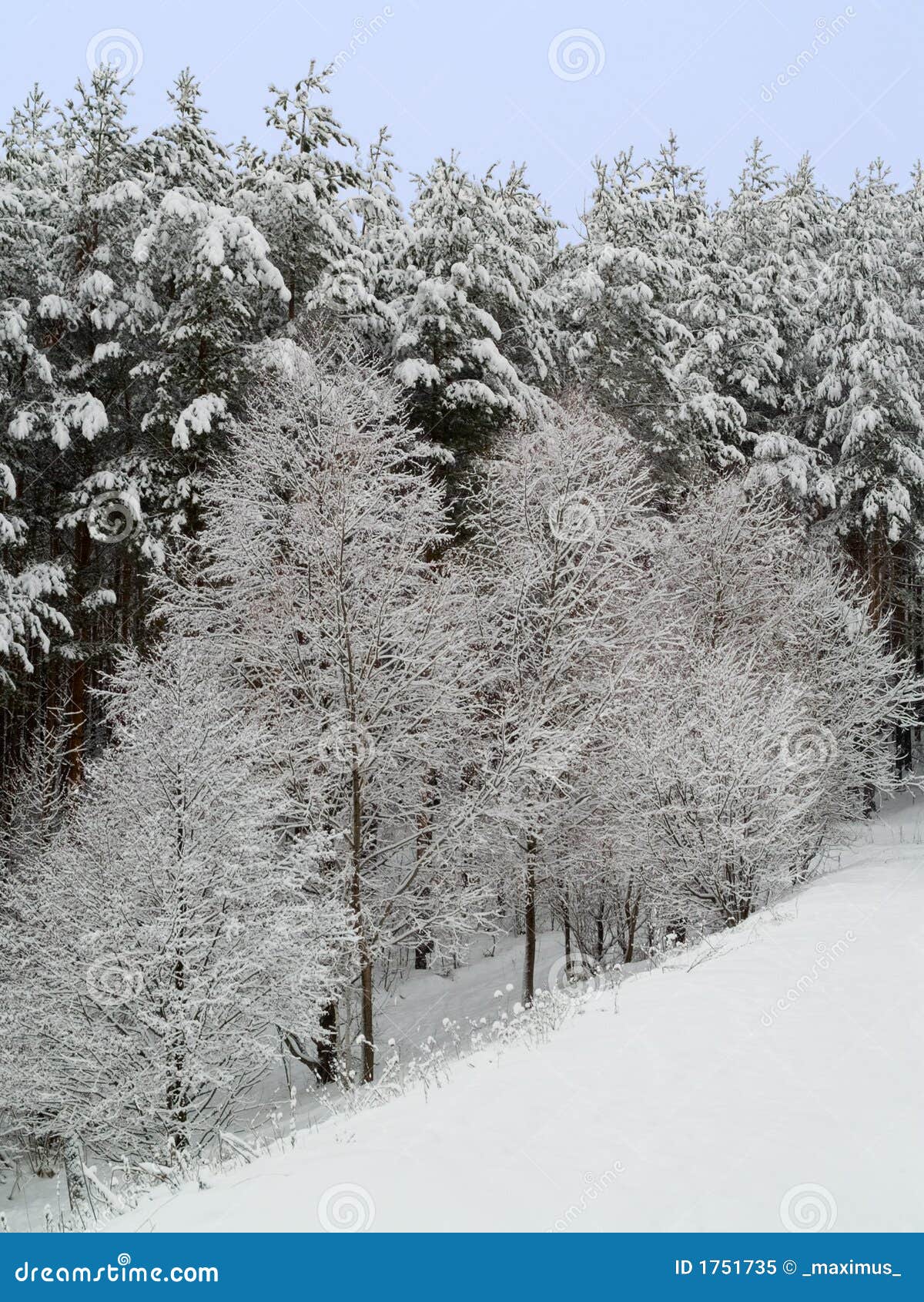 Snowy trees stock image. Image of january, nature, frost - 1751735