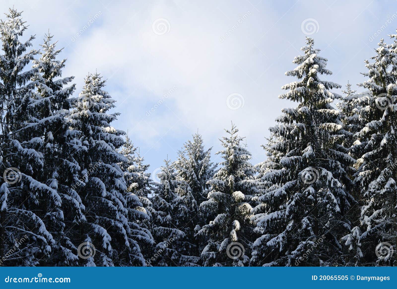 Snowy trees stock image. Image of woodland, snowy, tree - 20065505