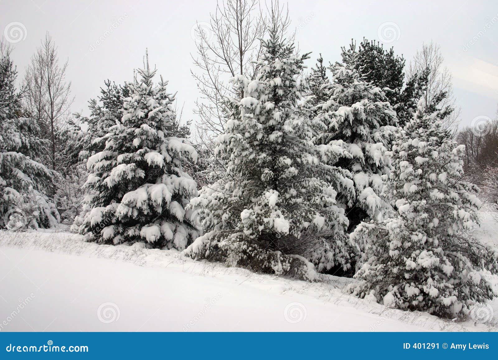 Snowy Trees stock image. Image of landscape, forest, trees - 401291