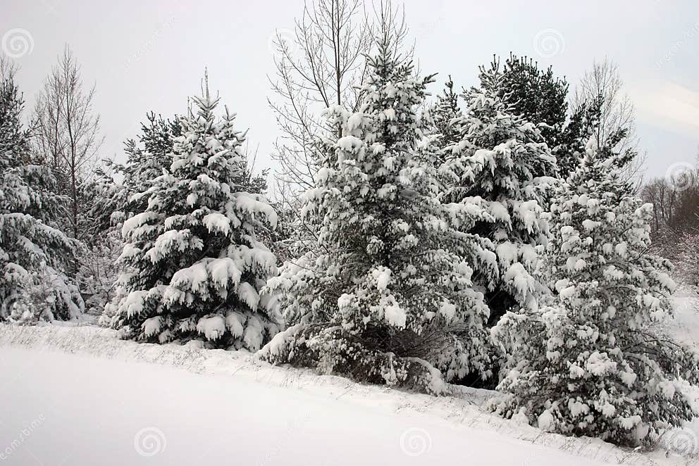 Snowy Trees stock image. Image of landscape, forest, trees - 401291