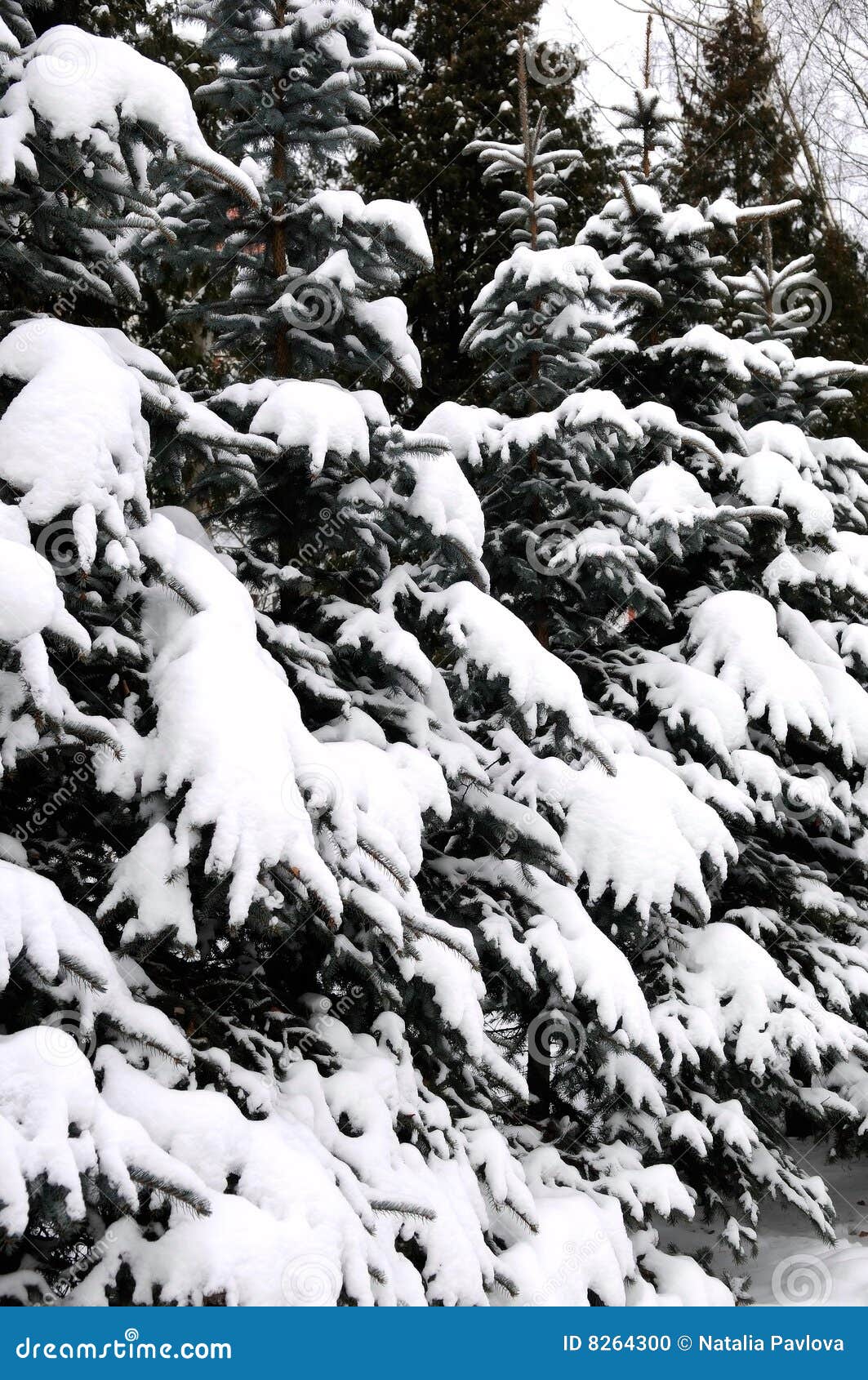 Snowy trees stock photo. Image of north, tree, forest - 8264300