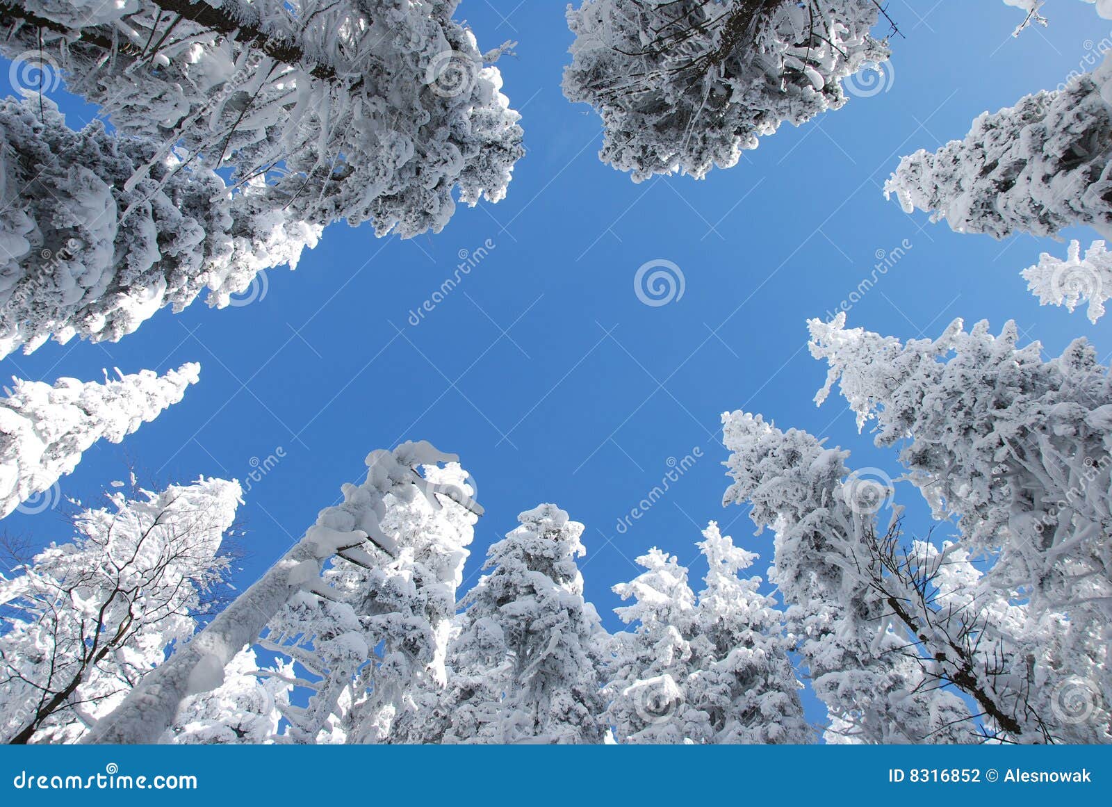 Snowy trees stock photo. Image of snow, frozen, track - 8316852