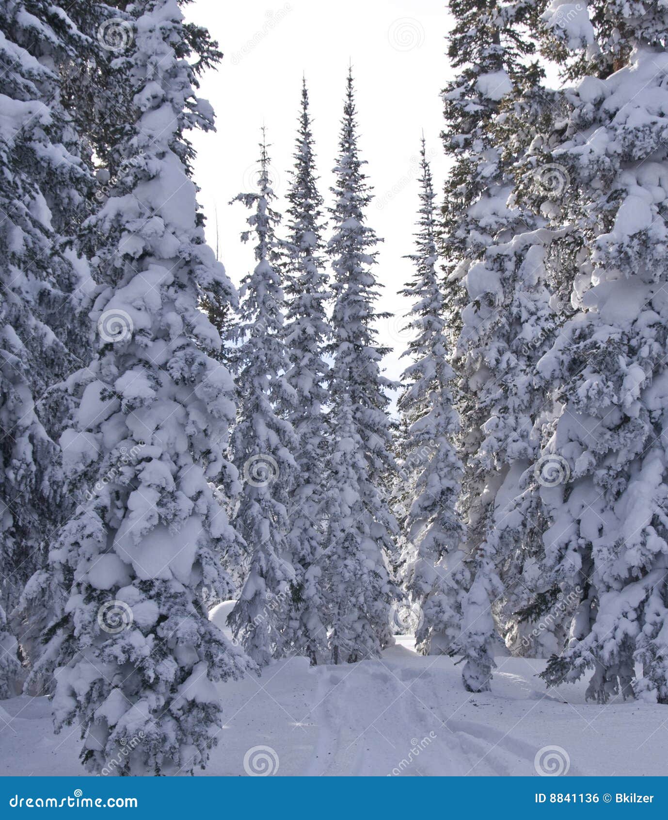 Snowy trees stock photo. Image of snow, diverge, explore - 8841136