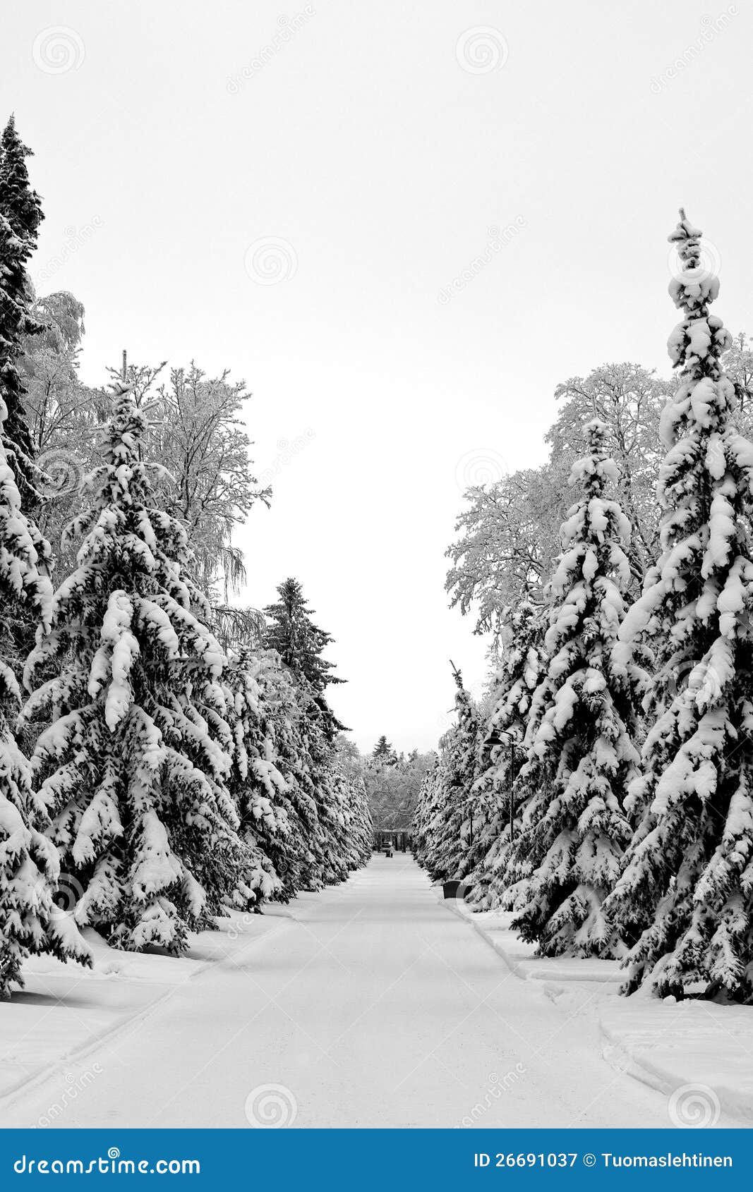 Snowy Trees Around Desolate Alley Stock Image - Image of cold, nordic ...