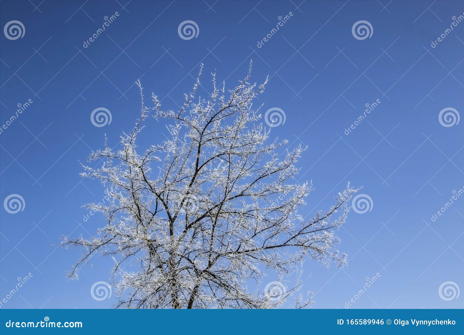A Snowy Trees in the Blue Sky. Sunny Day. the Blue Background. Stock ...