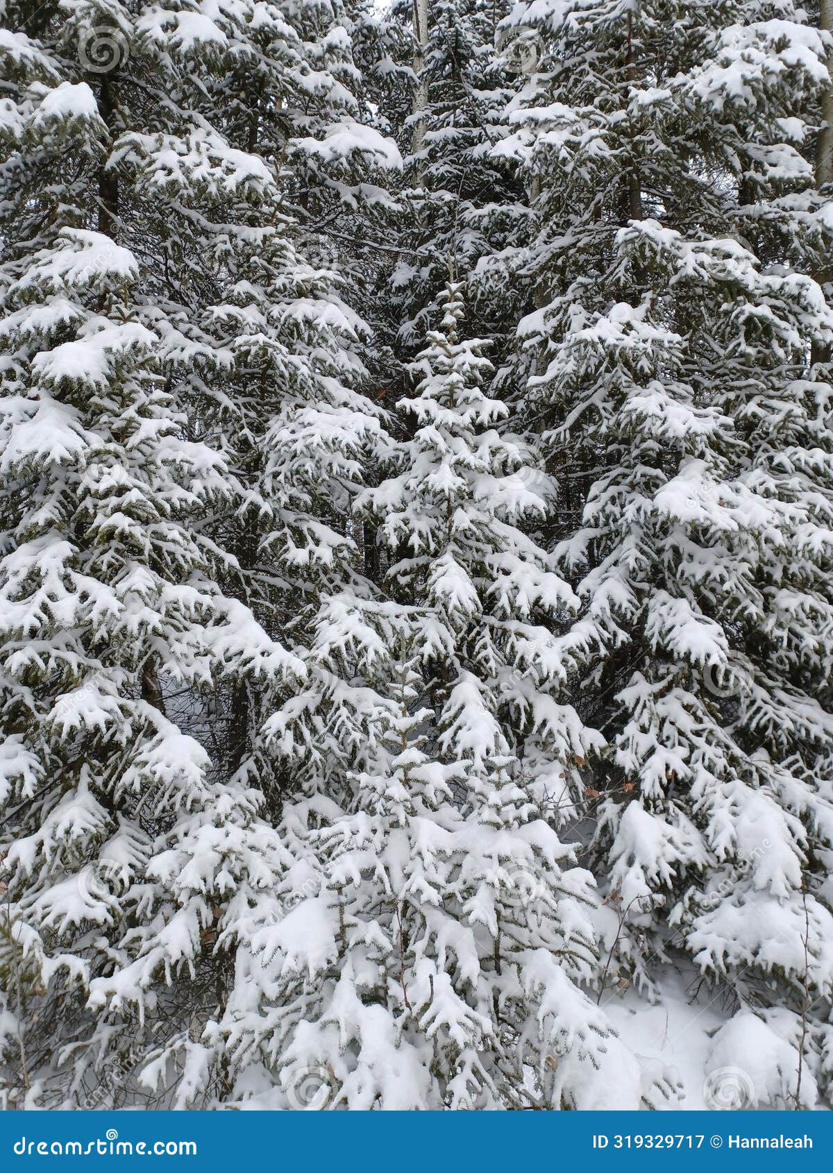 Snowy trees in Canada stock image. Image of snow, canada - 319329717