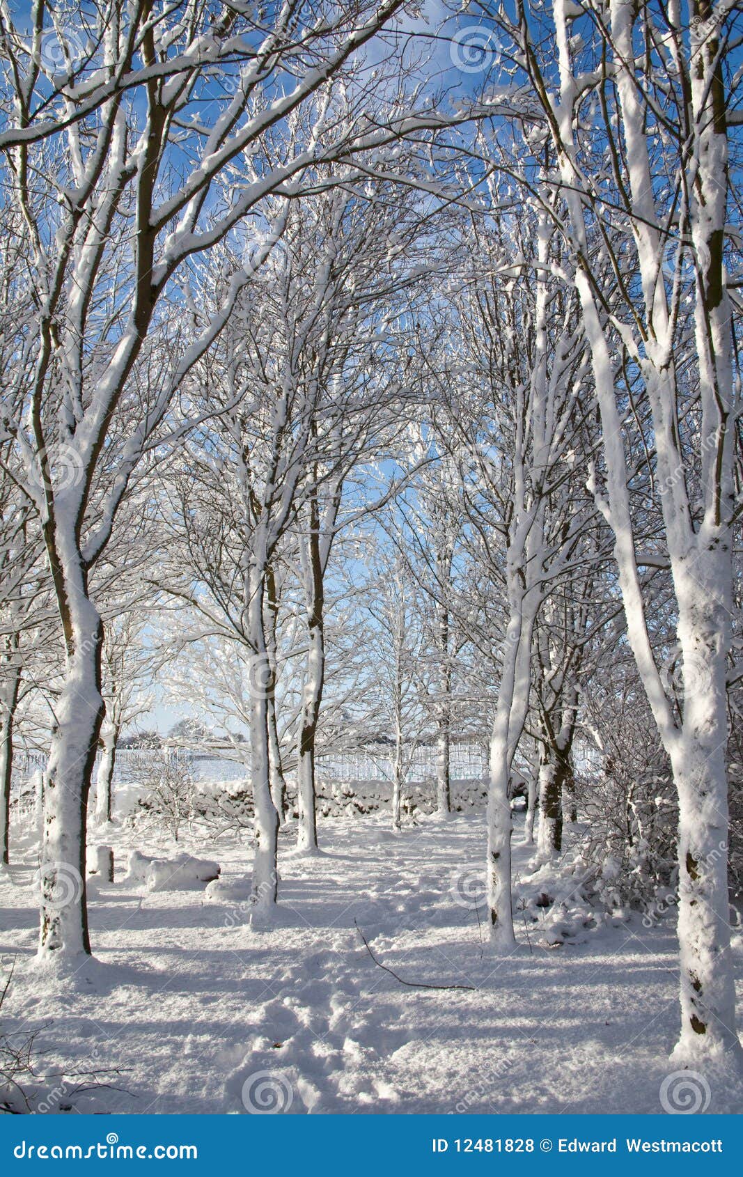 Snowy trees in countryside stock photo. Image of nature - 12481828
