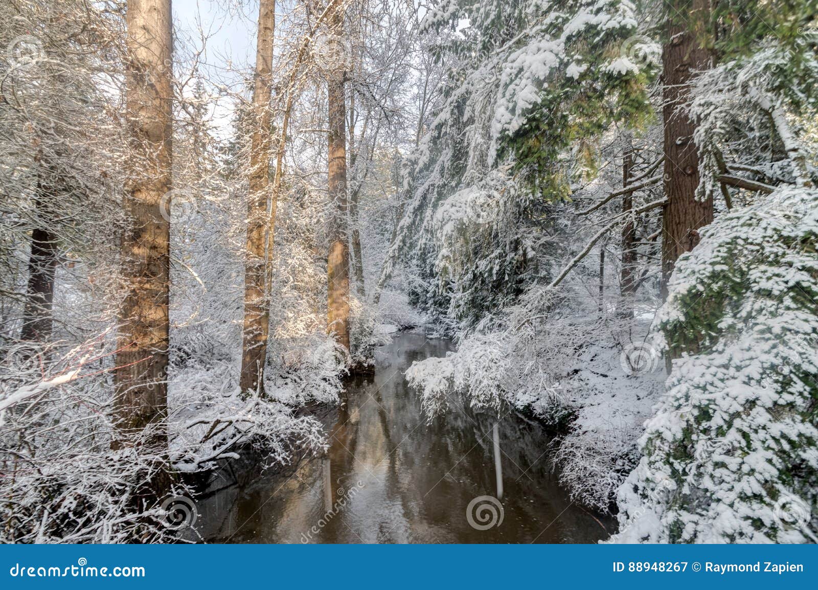 Snowy Trees and Creek stock image. Image of snowfall - 88948267