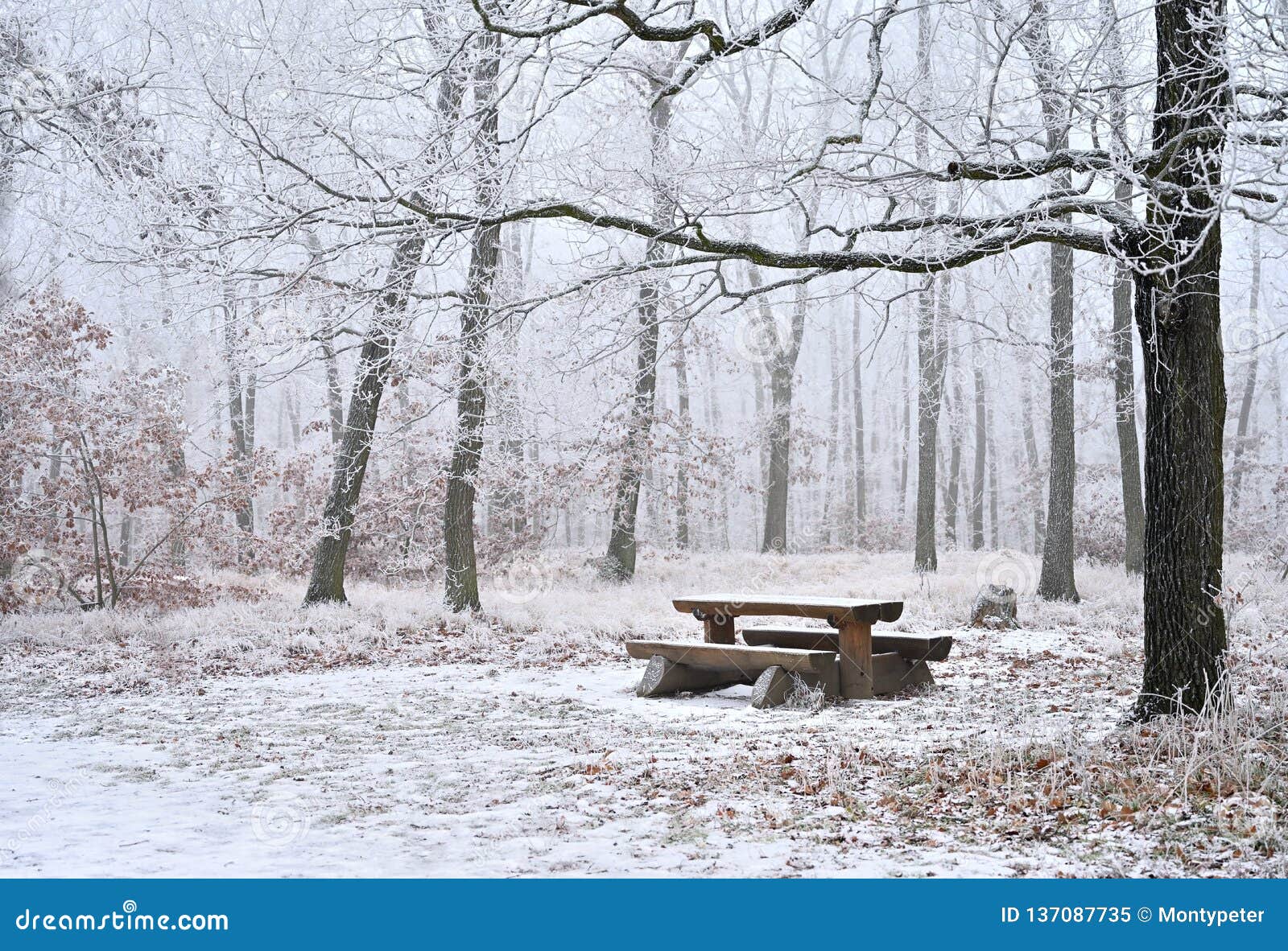 Snowy Trees in a Forest with a Bench and a Table for Rest. Beautiful ...