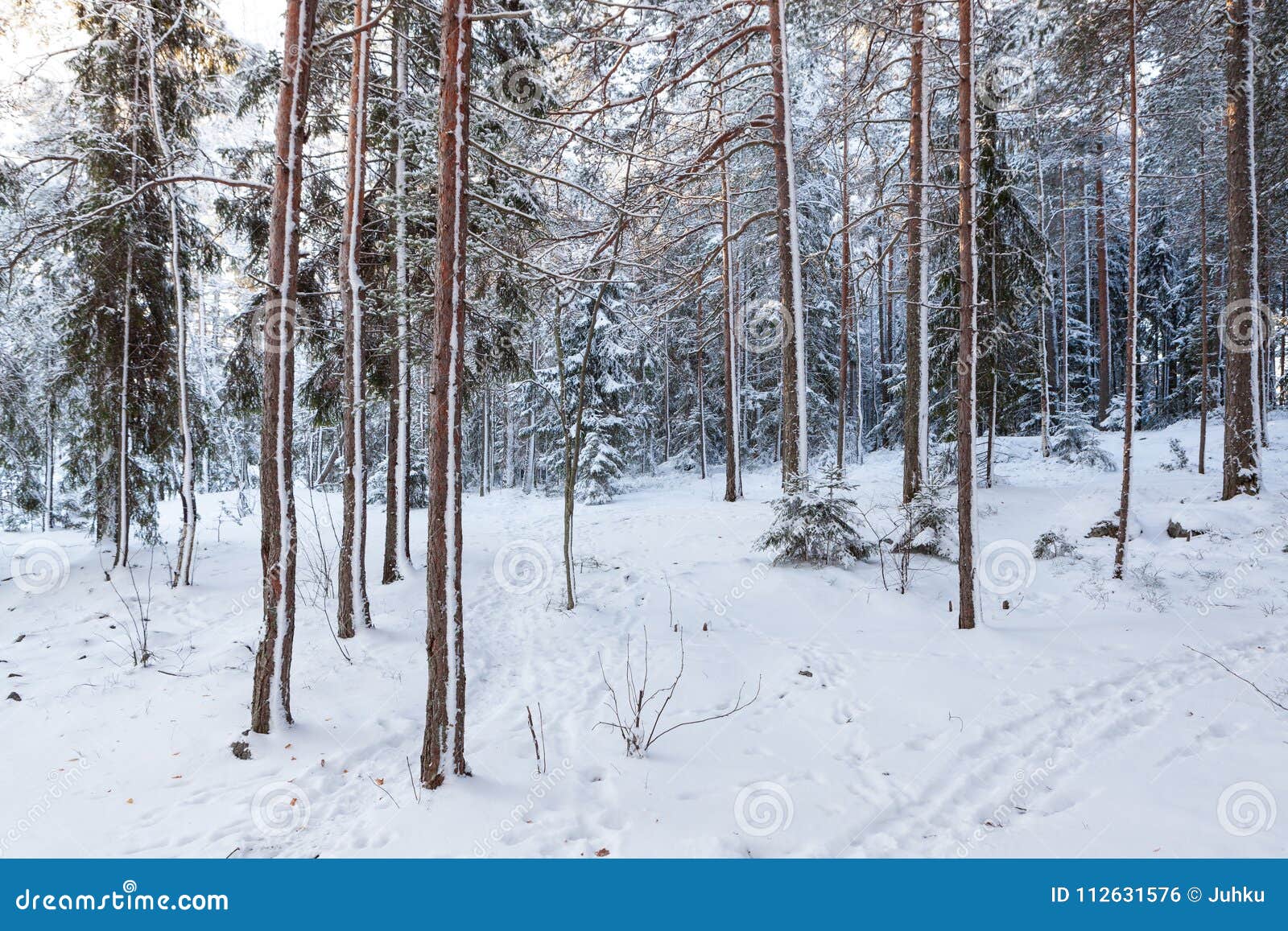 Snowy Forest after Blizzard Stock Photo - Image of snowfall, white ...