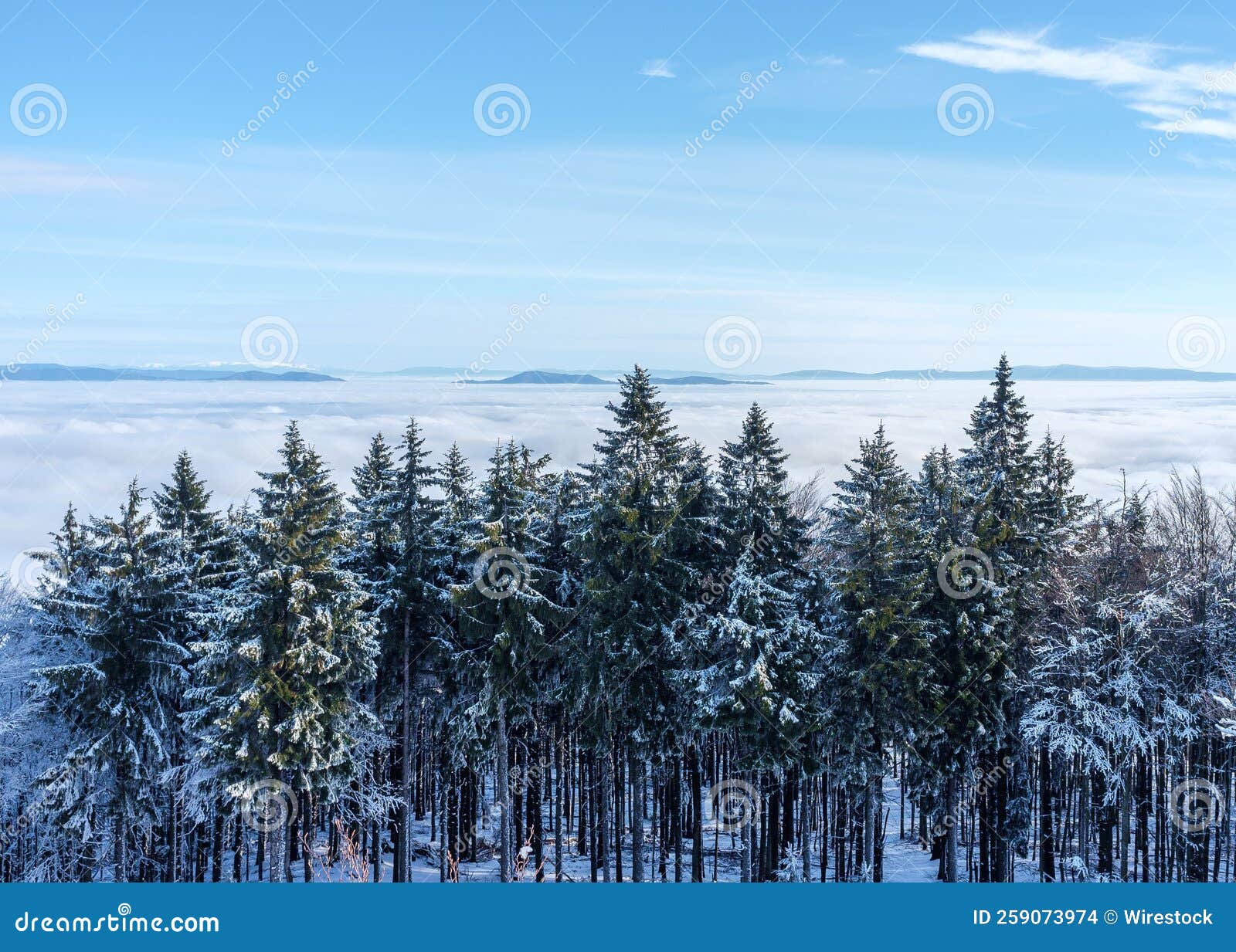 Snowy Trees in a Forest Covered with Dense Fog Under Blue Sky on Top of ... Snowy Trees in a Forest Covered with Dense Fog Under Blue Sky on Top of ...