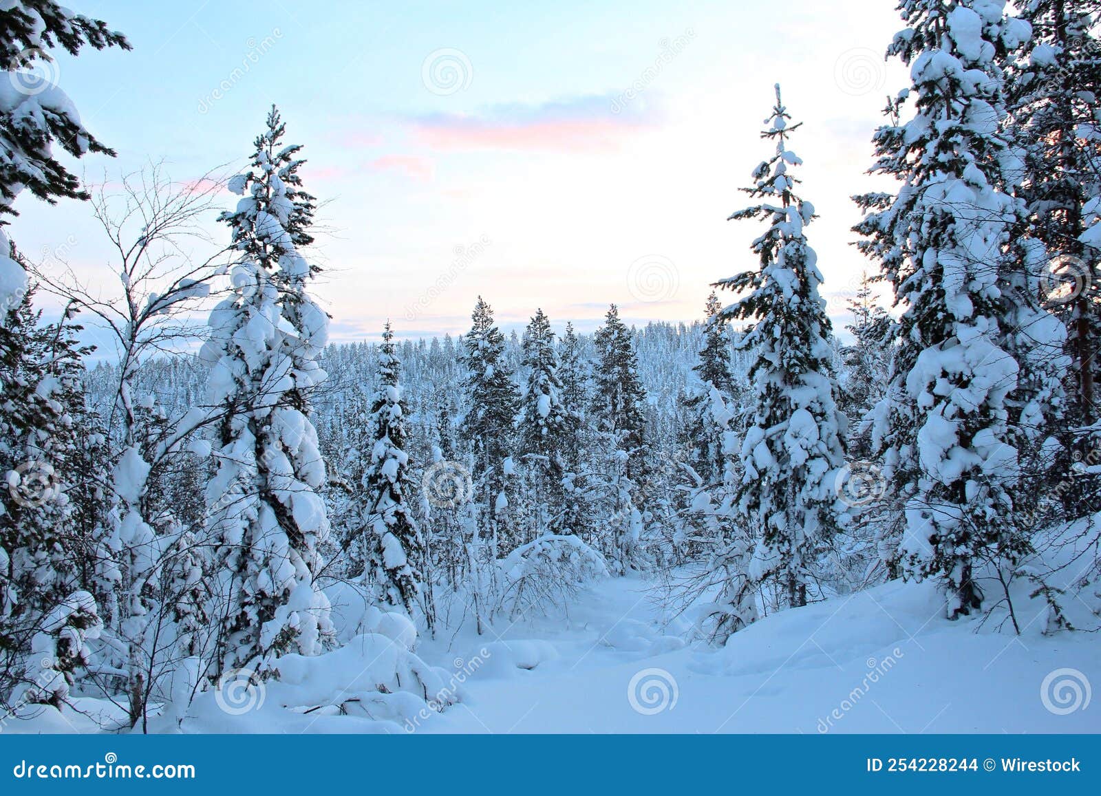 Snowy Trees in the Forest in Lapland Stock Photo - Image of season ...
