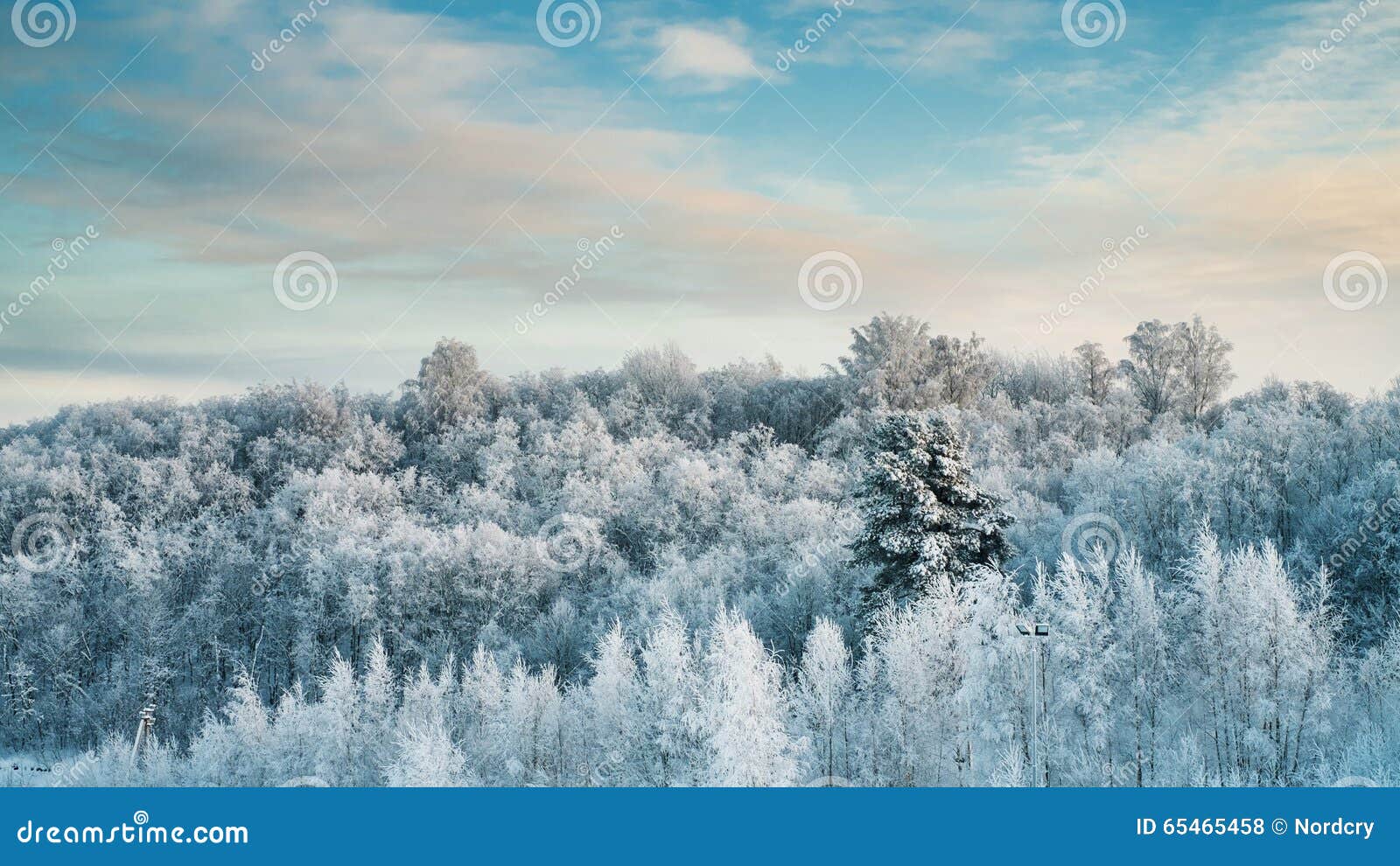 Snowy Trees in Forest at Sunny Day Stock Photo - Image of frost, beauty ...