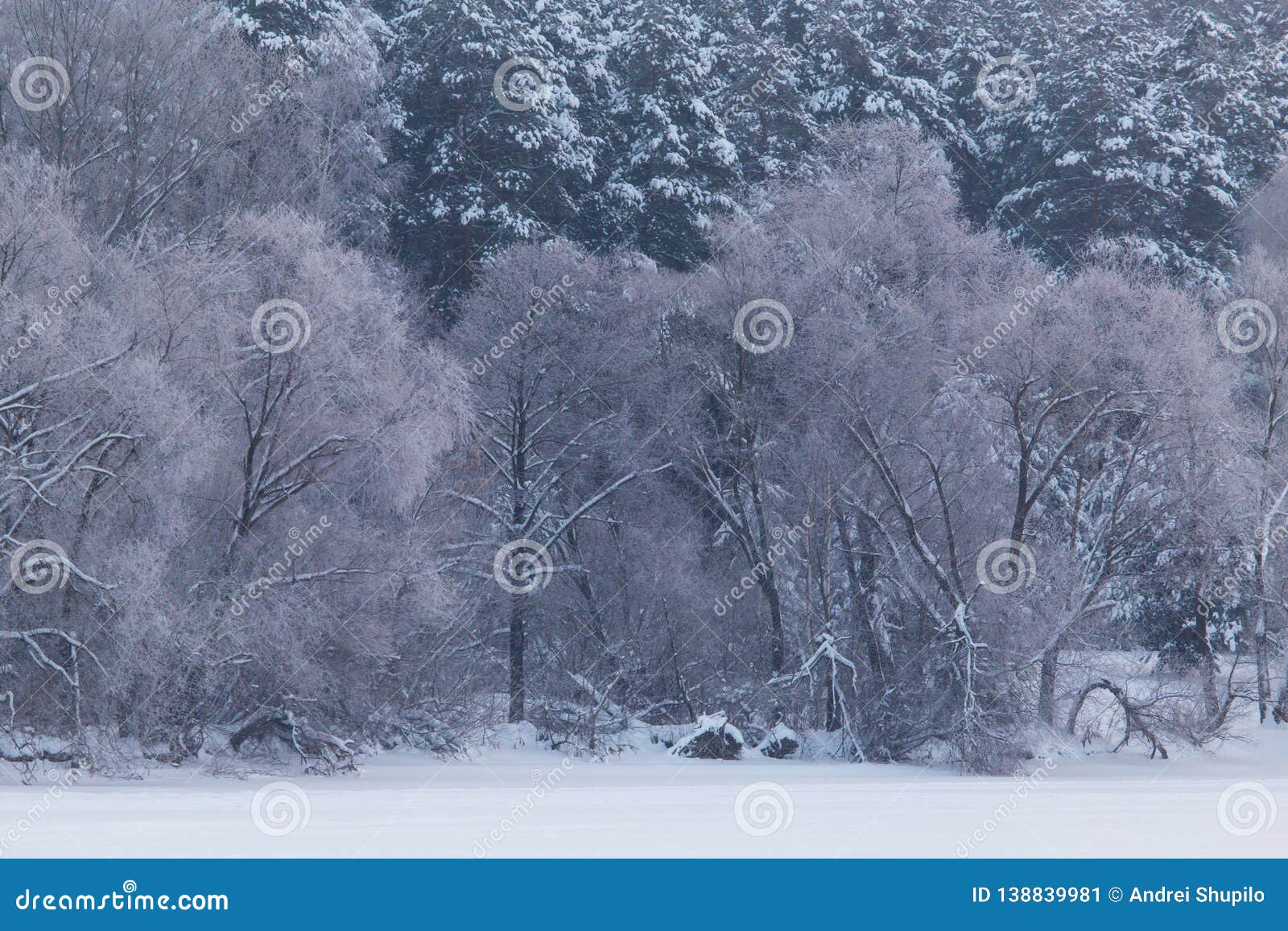 Snowy Trees in the Forest in Winter Stock Image - Image of snow ...